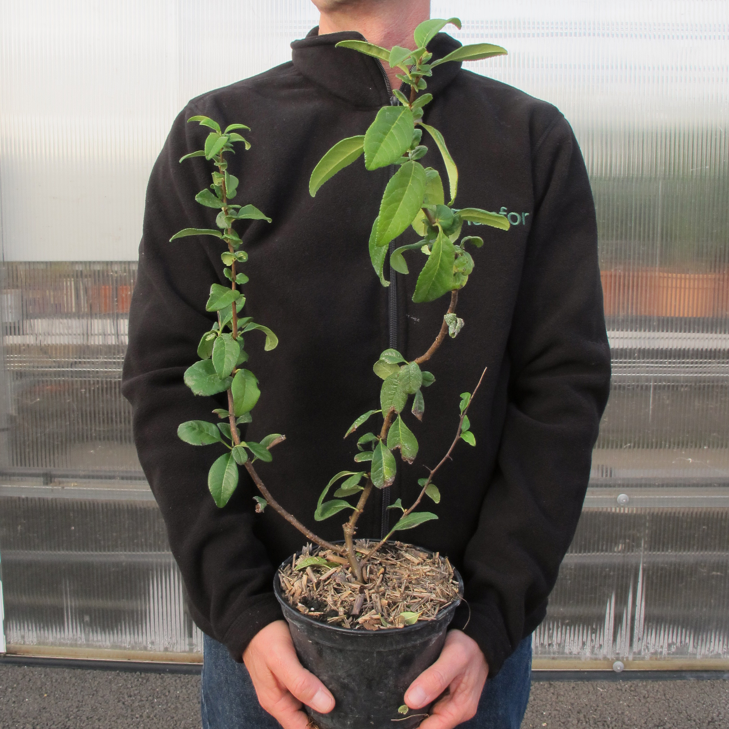 Cognassier du Japon Rouge - Vente en ligne au meilleur prix