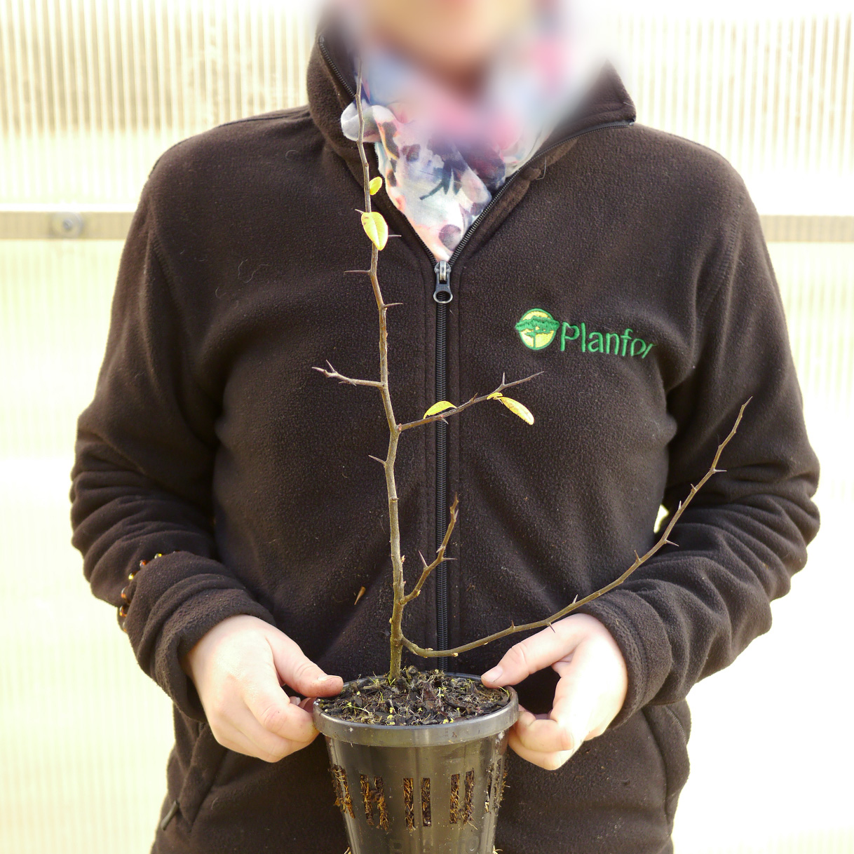 Cognassier du Japon Rouge - Vente en ligne au meilleur prix