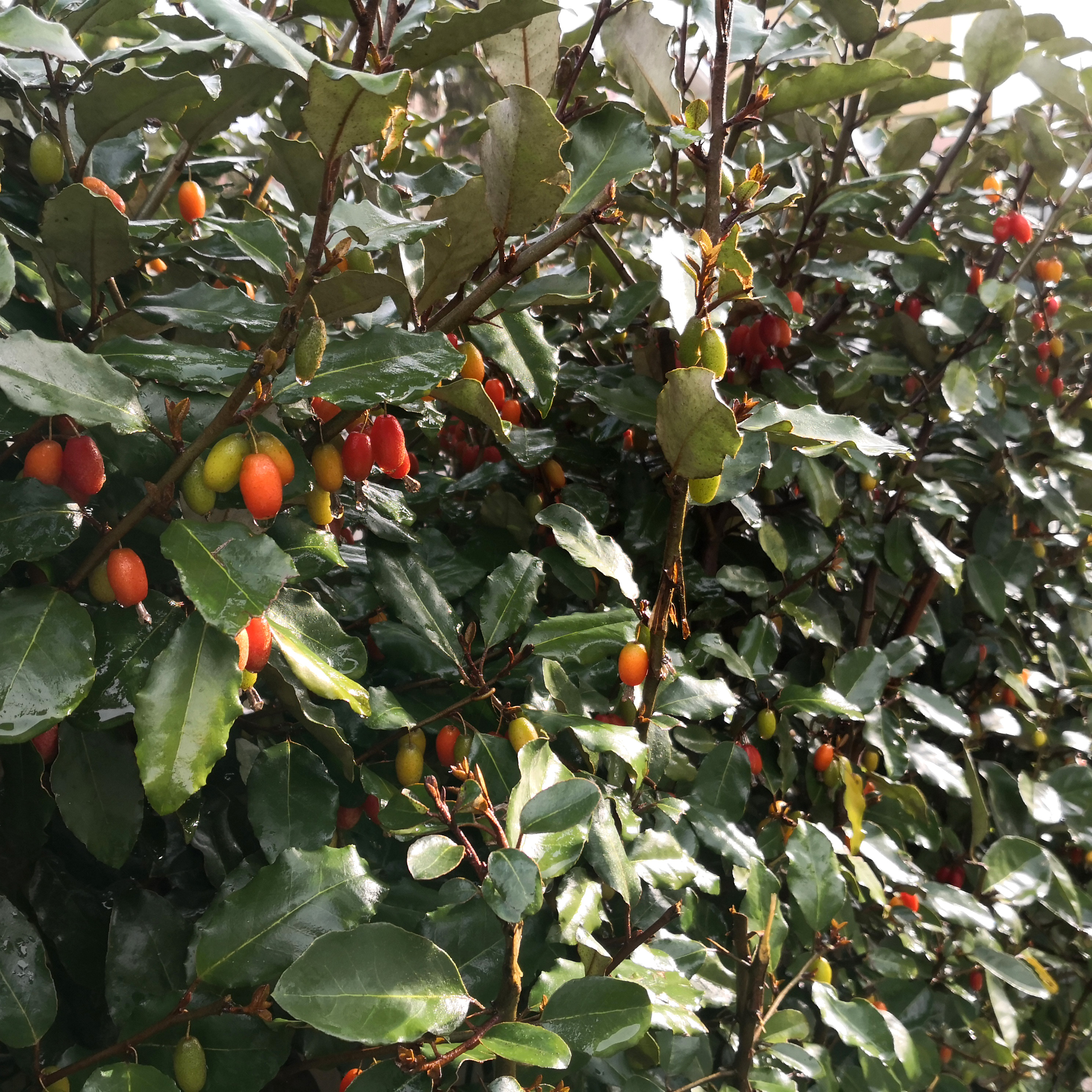 Eleagnus ebbingei - Vente en ligne au meilleur prix