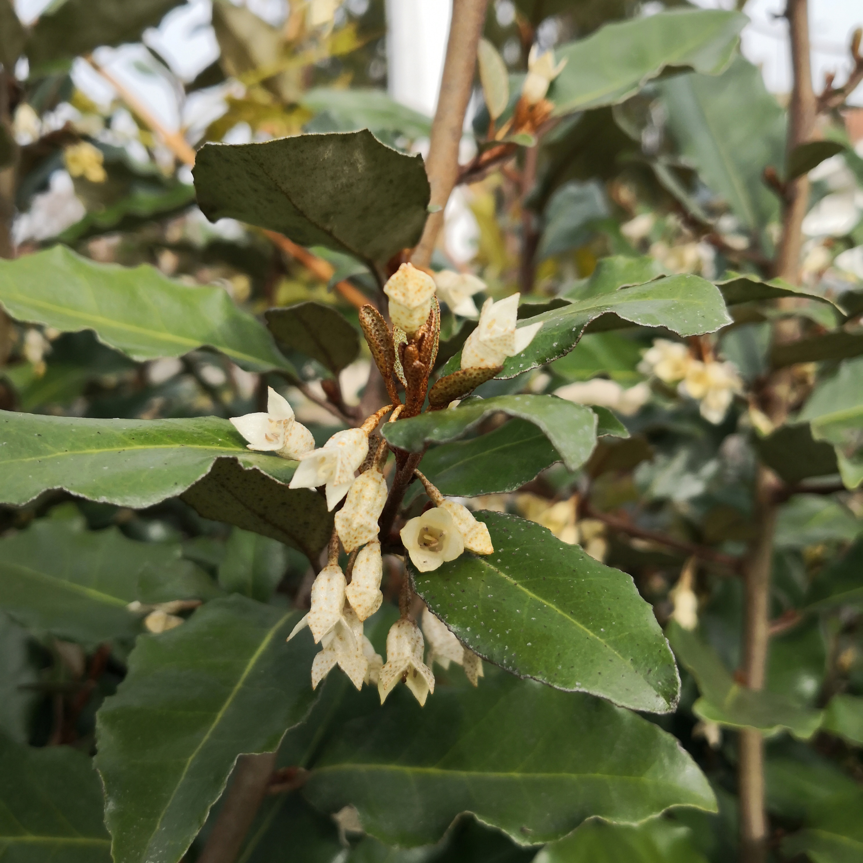 Eleagnus ebbingei - Vente en ligne au meilleur prix
