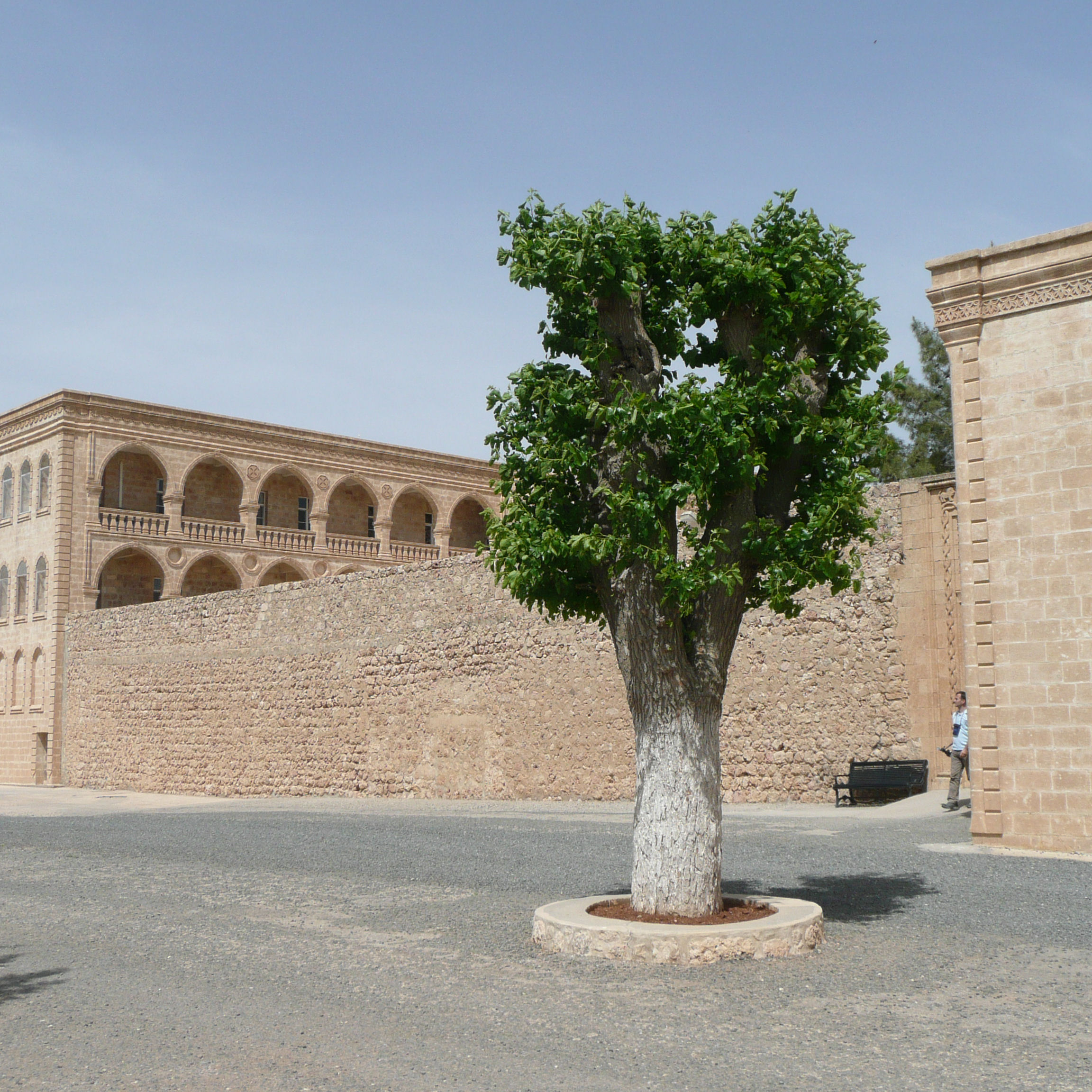 Murier blanc - Vente en ligne au meilleur prix