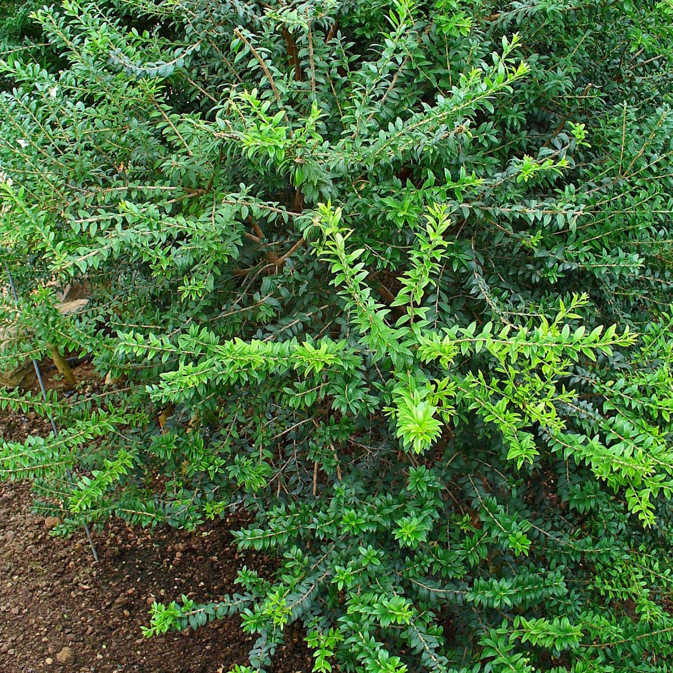 Myrte - Vente en ligne au meilleur prix