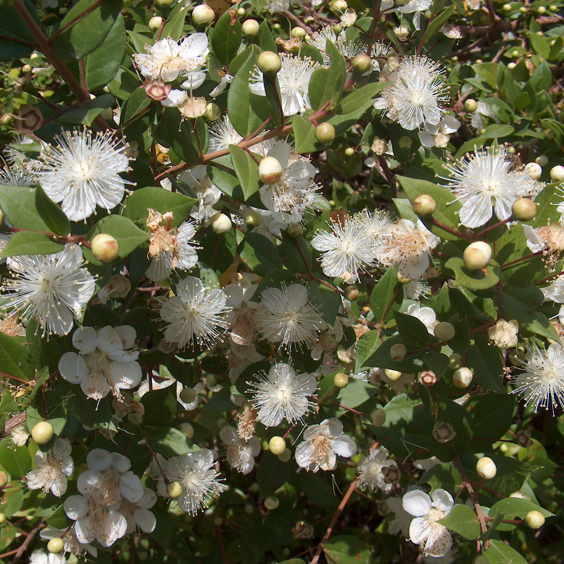 Myrte - Vente en ligne au meilleur prix
