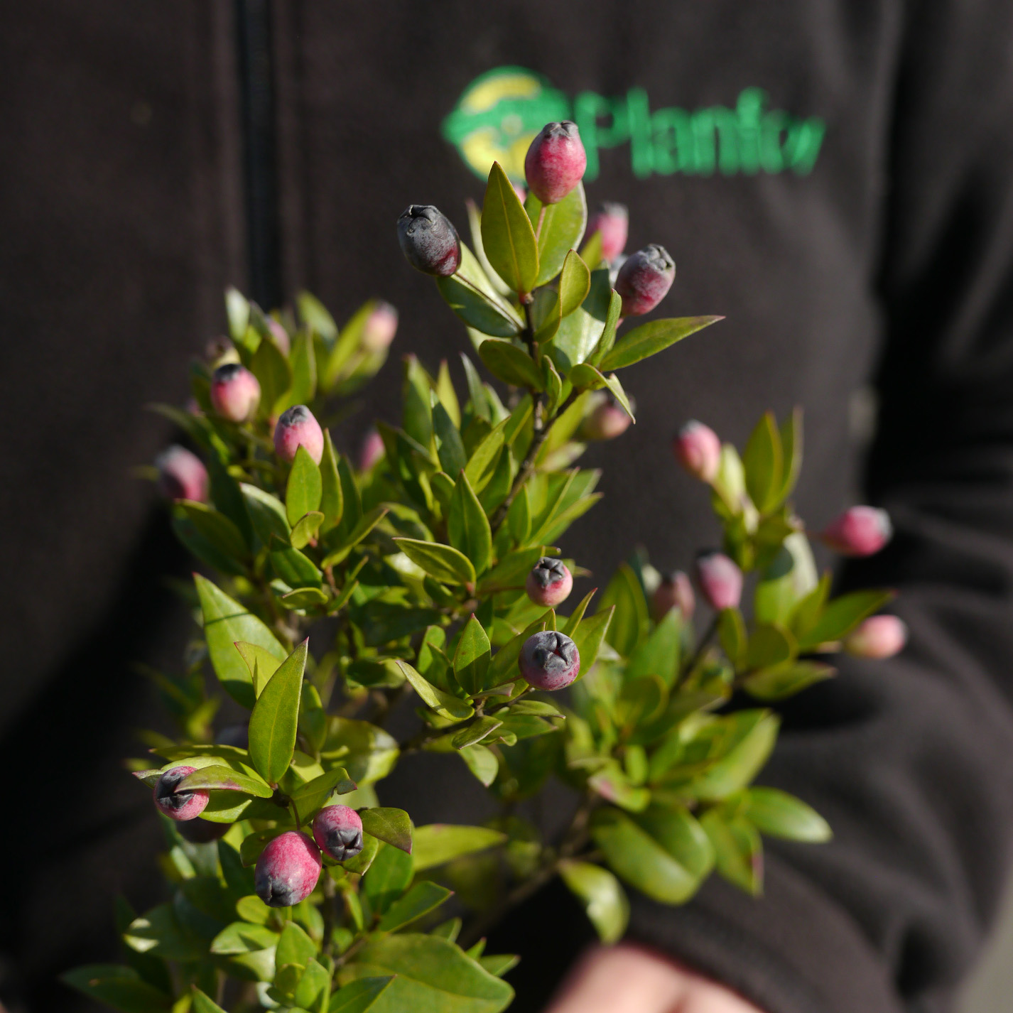 Myrte - Vente en ligne au meilleur prix