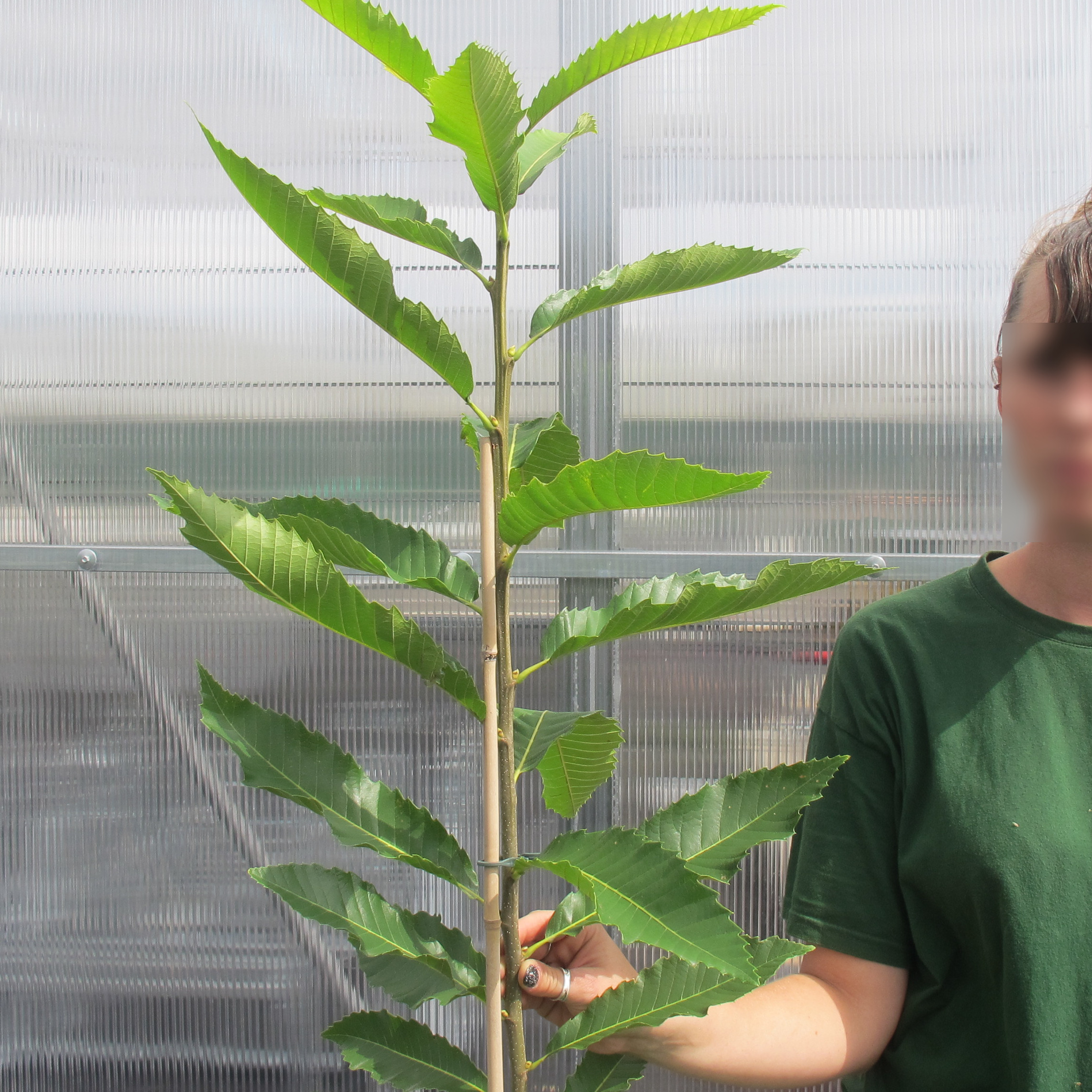 Châtaignier - Vente en ligne au meilleur prix