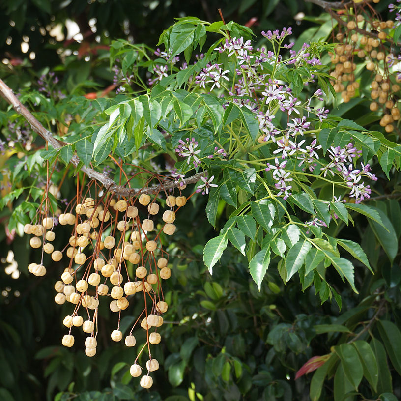 Margousier - Vente en ligne au meilleur prix