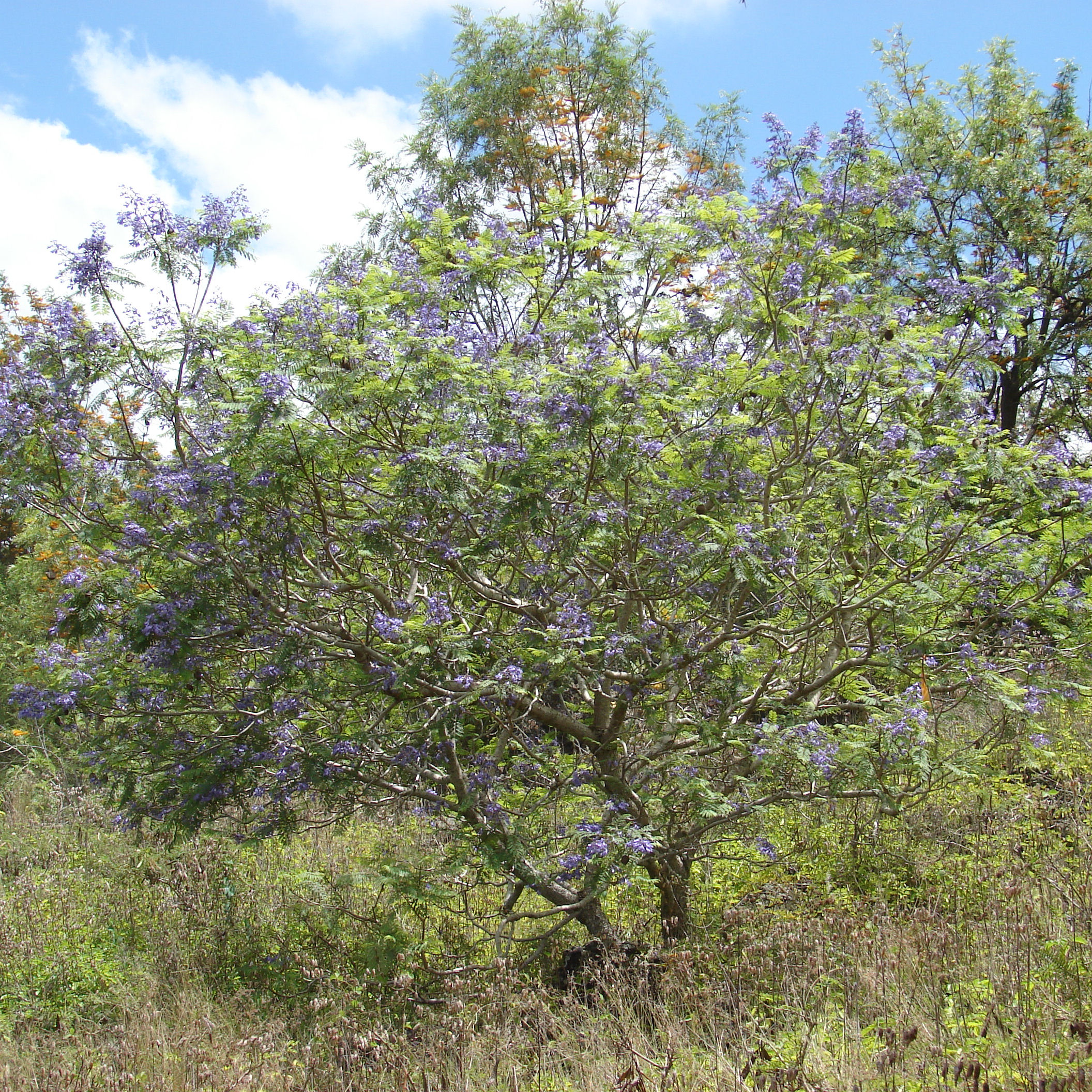 Margousier - Vente en ligne au meilleur prix
