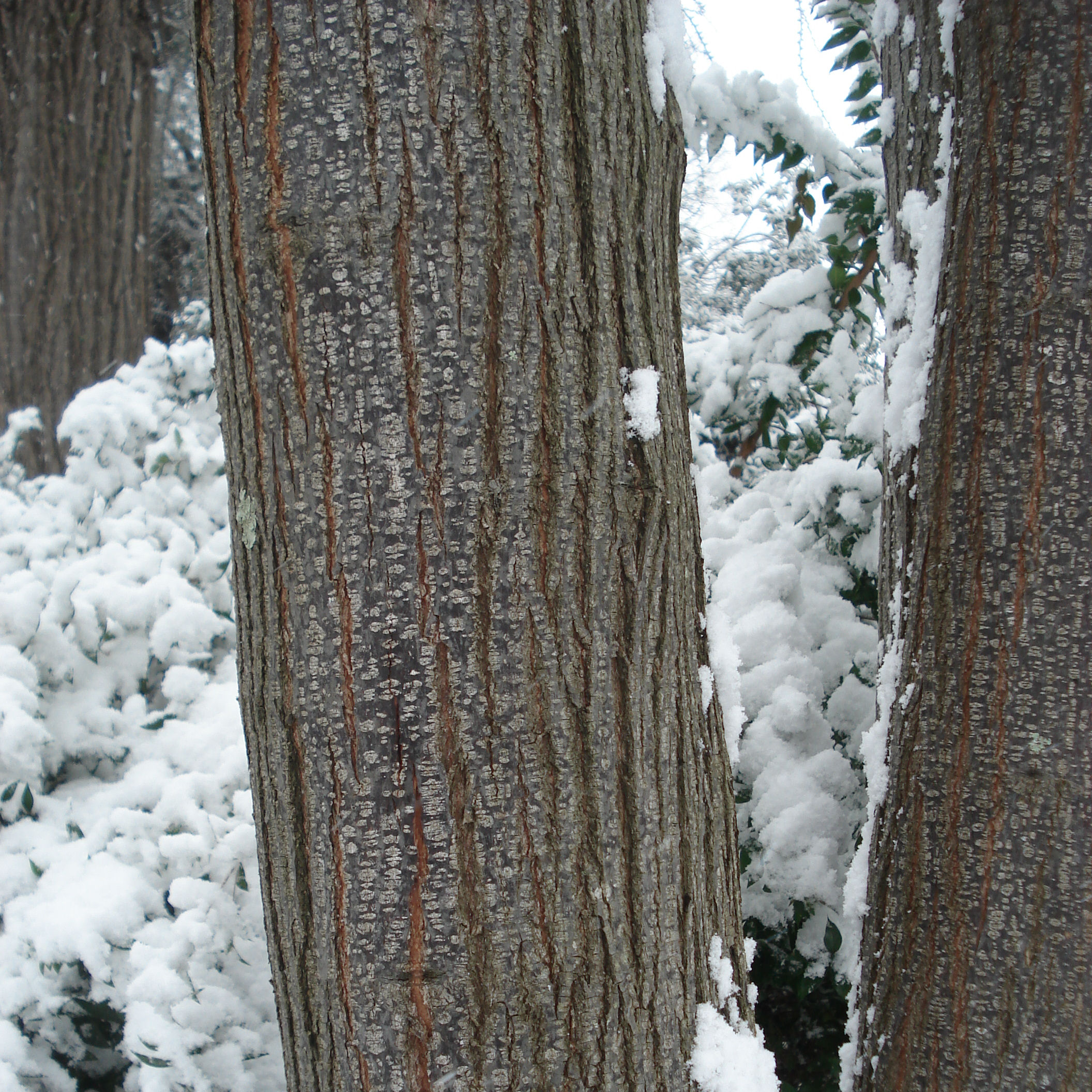 Margousier - Vente en ligne au meilleur prix