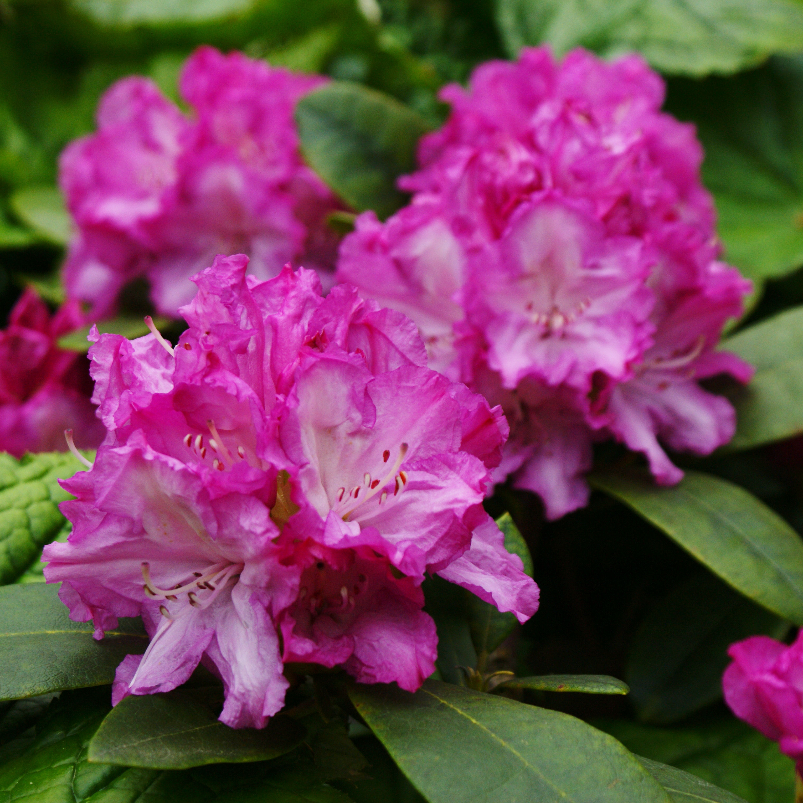 Rhododendron nain mauve - Vente en ligne au meilleur prix