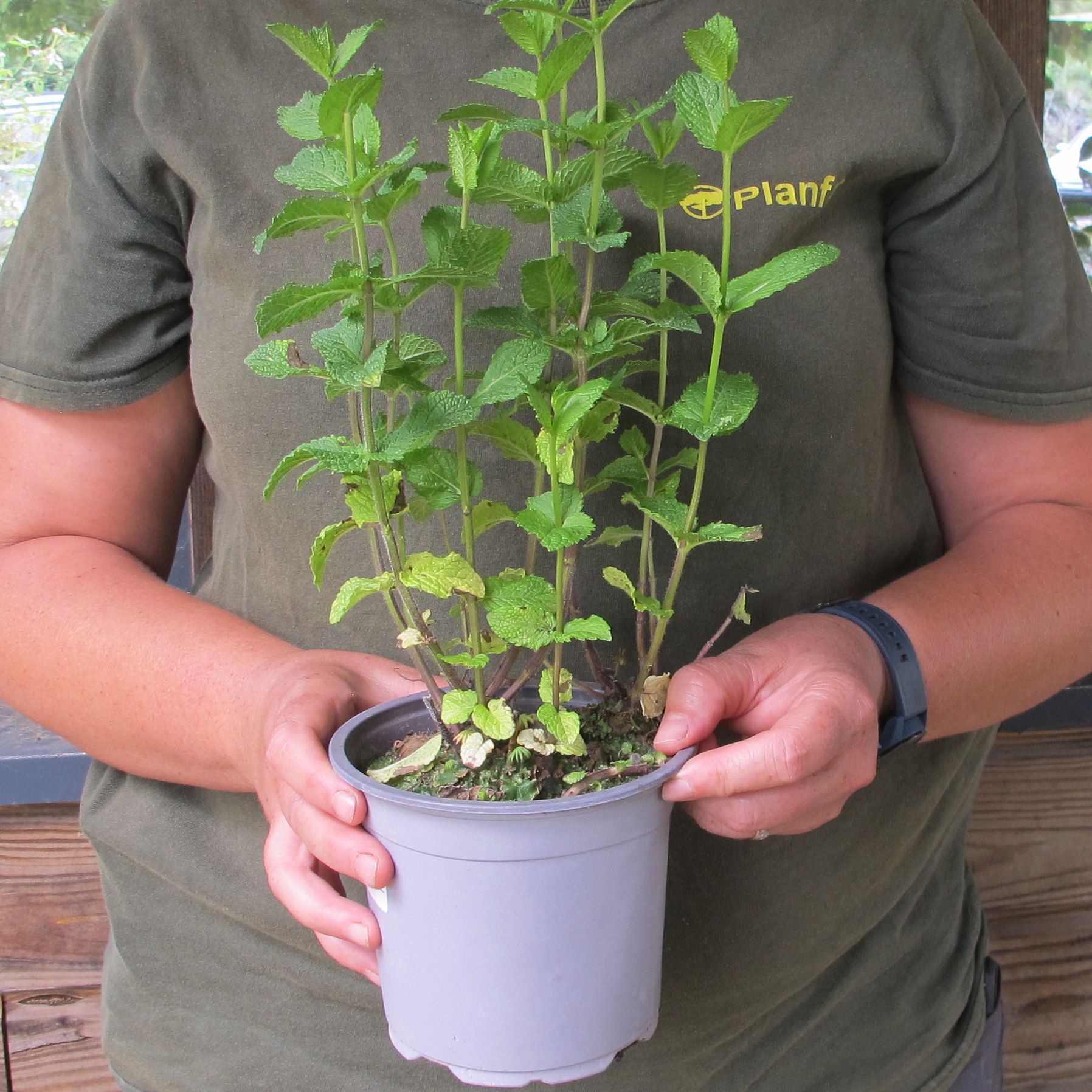 Menthe verte - Vente en ligne au meilleur prix