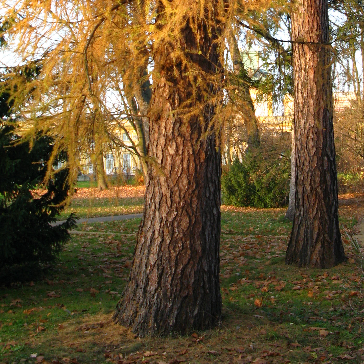 Mélèze d'Europe, Mélèze commun - Vente en ligne au meilleur prix