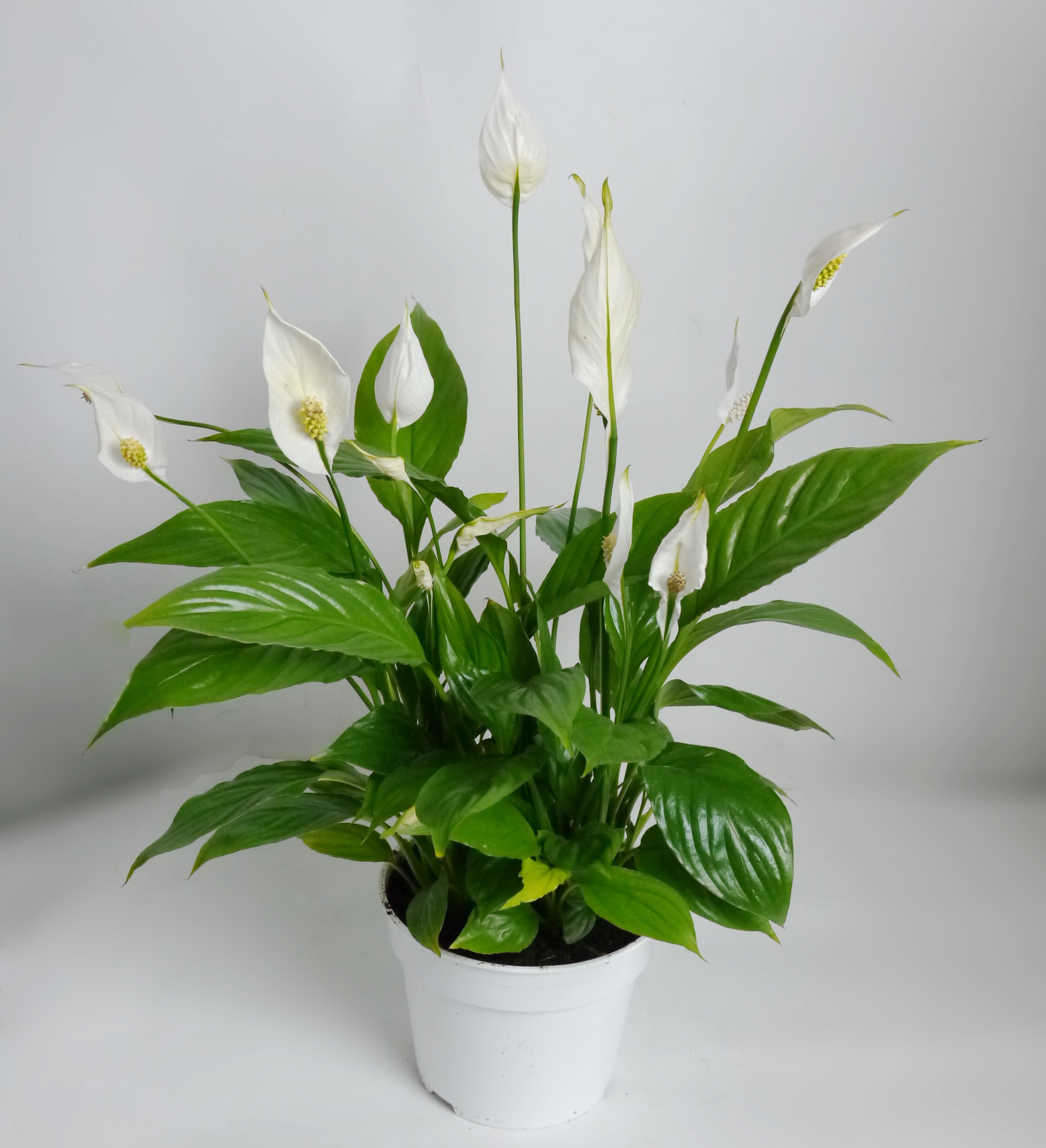 Fleurs De Lune Plante
