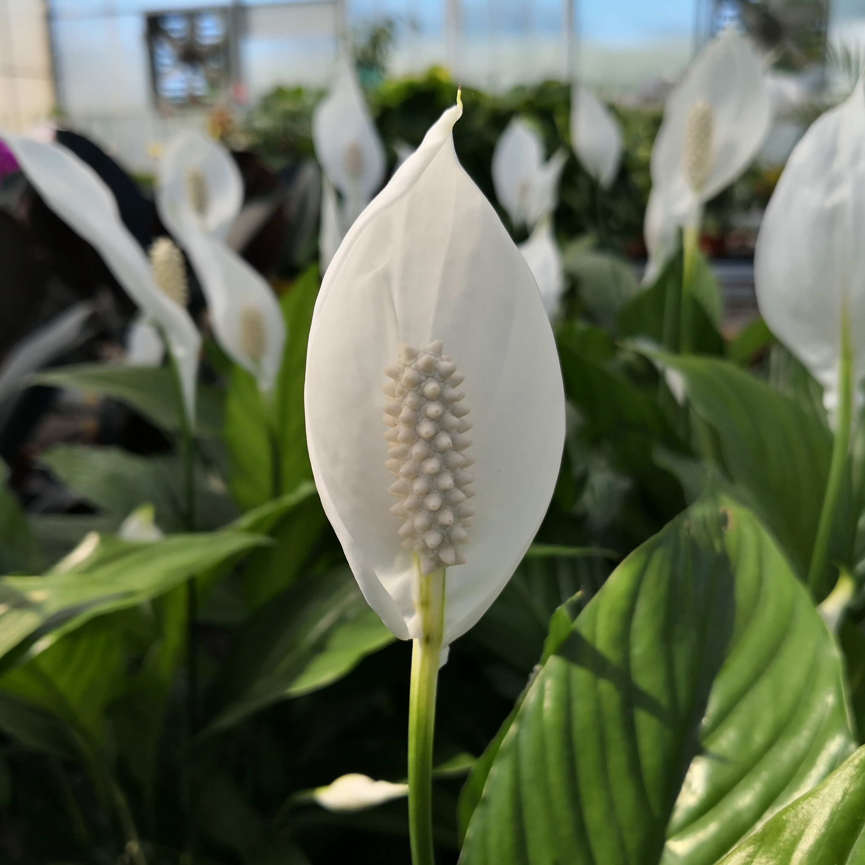 Spathiphyllum, Fleur de lune - Vente en ligne au meilleur prix