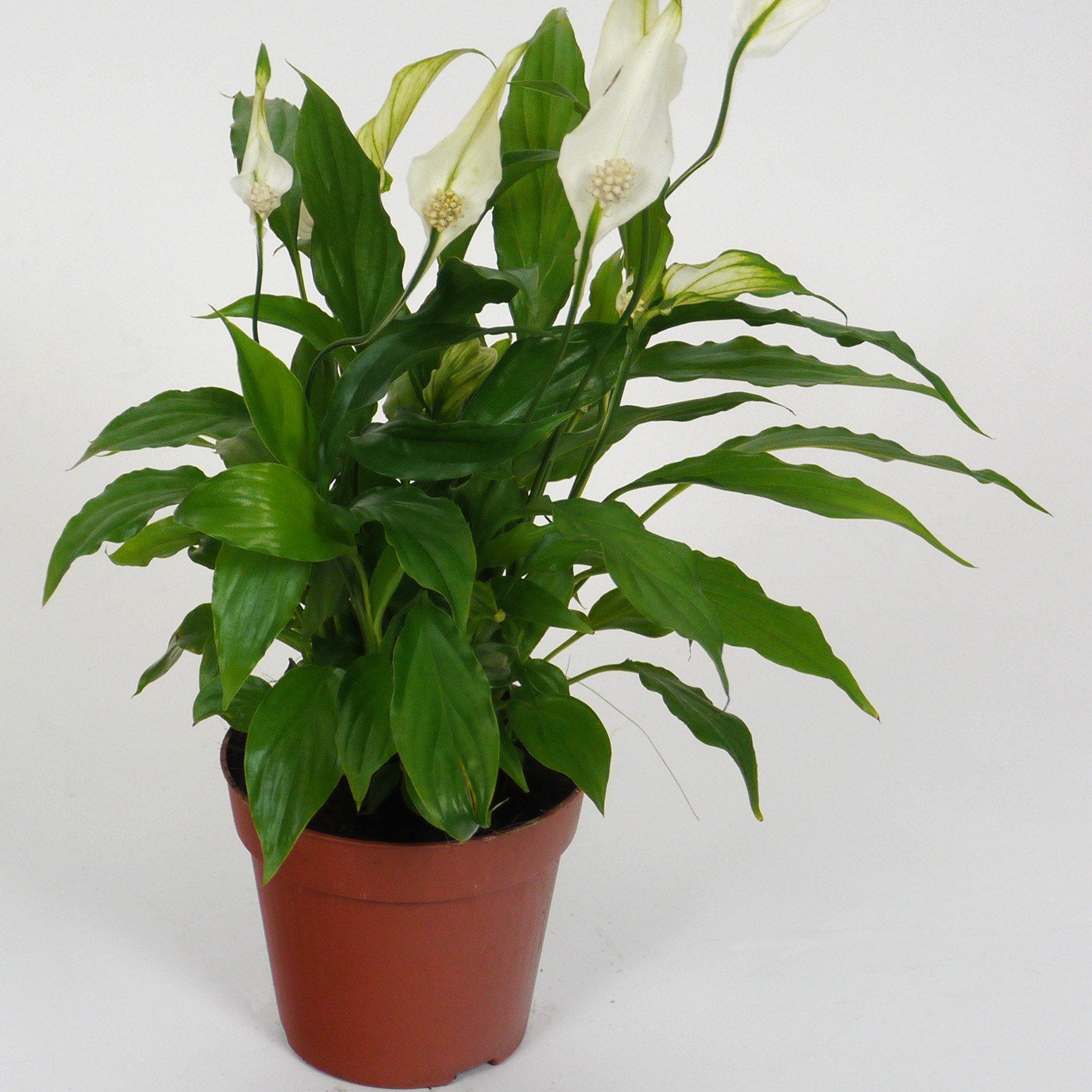 Spathiphyllum, Fleur de lune - Vente en ligne au meilleur prix