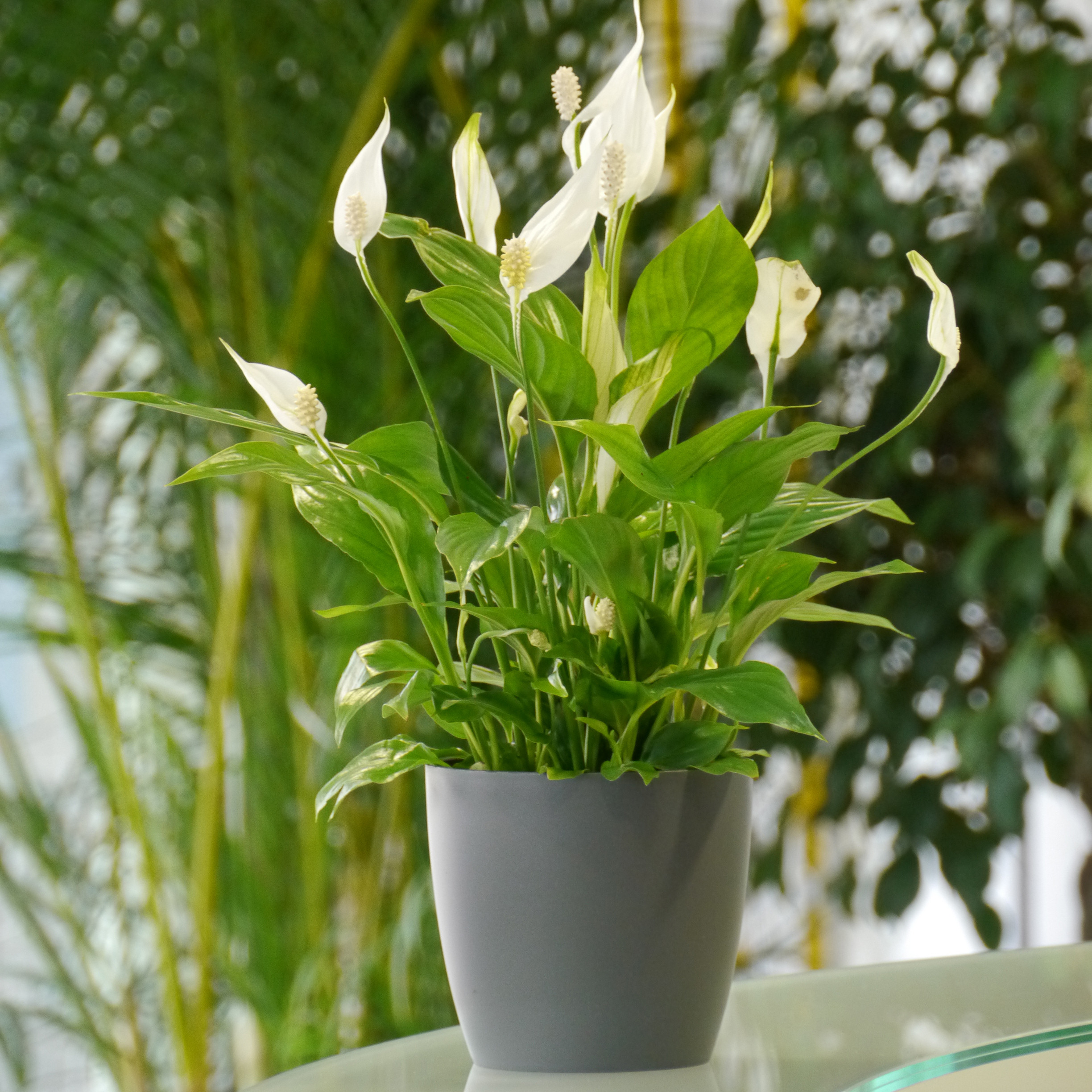 Spathiphyllum, Fleur de lune - Vente en ligne au meilleur prix