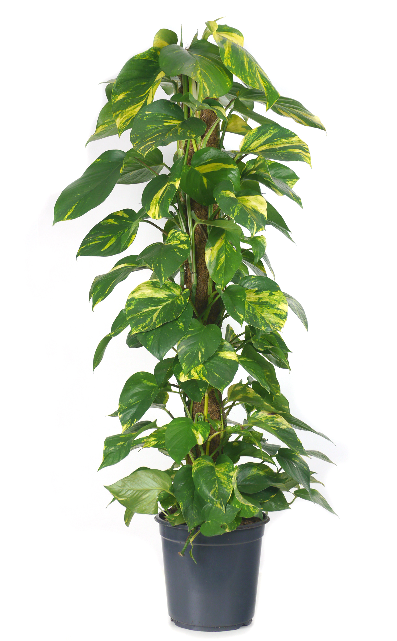 Pothos, Scindapsus - Vente en ligne au meilleur prix