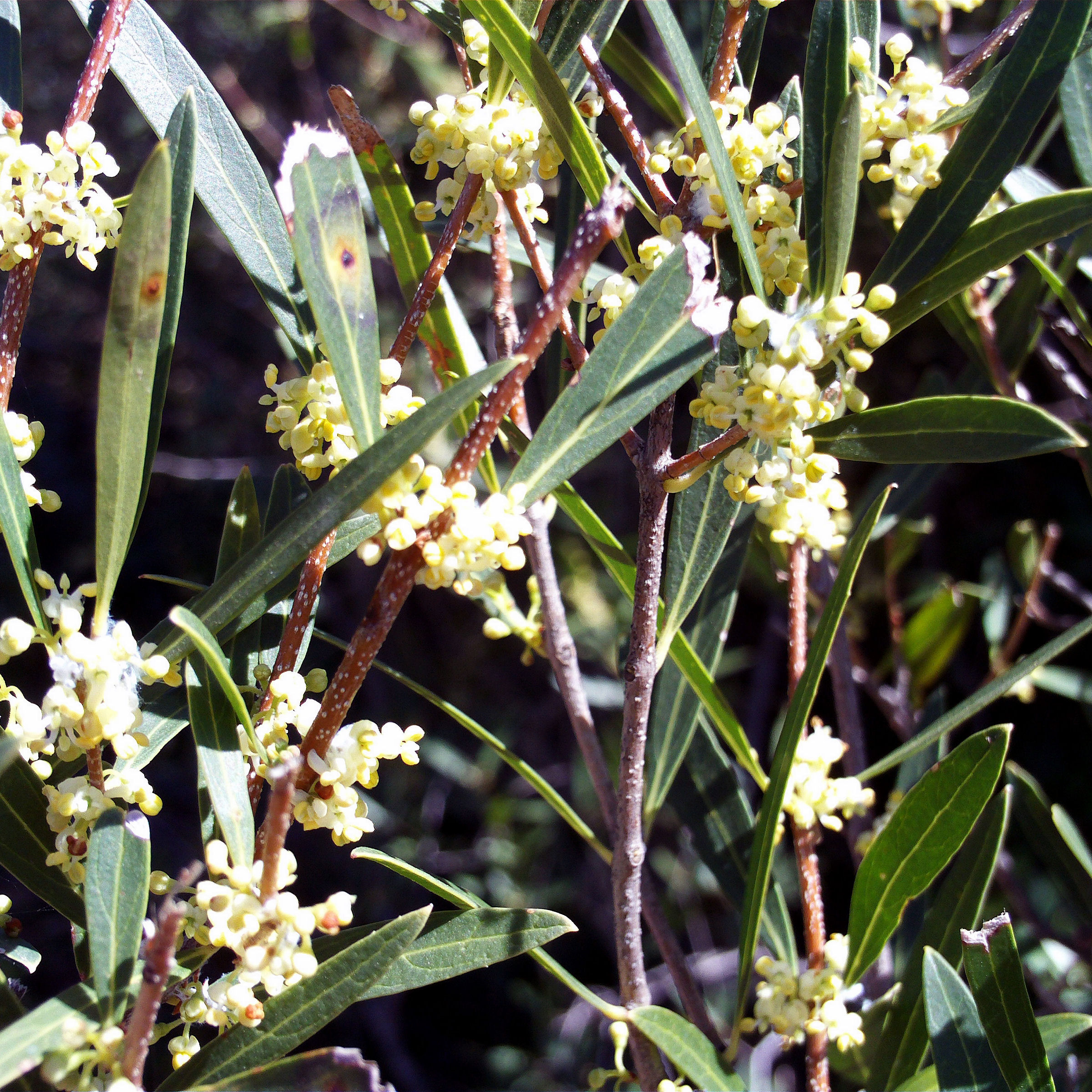 Filaire à feuilles étroites - Vente en ligne au meilleur prix