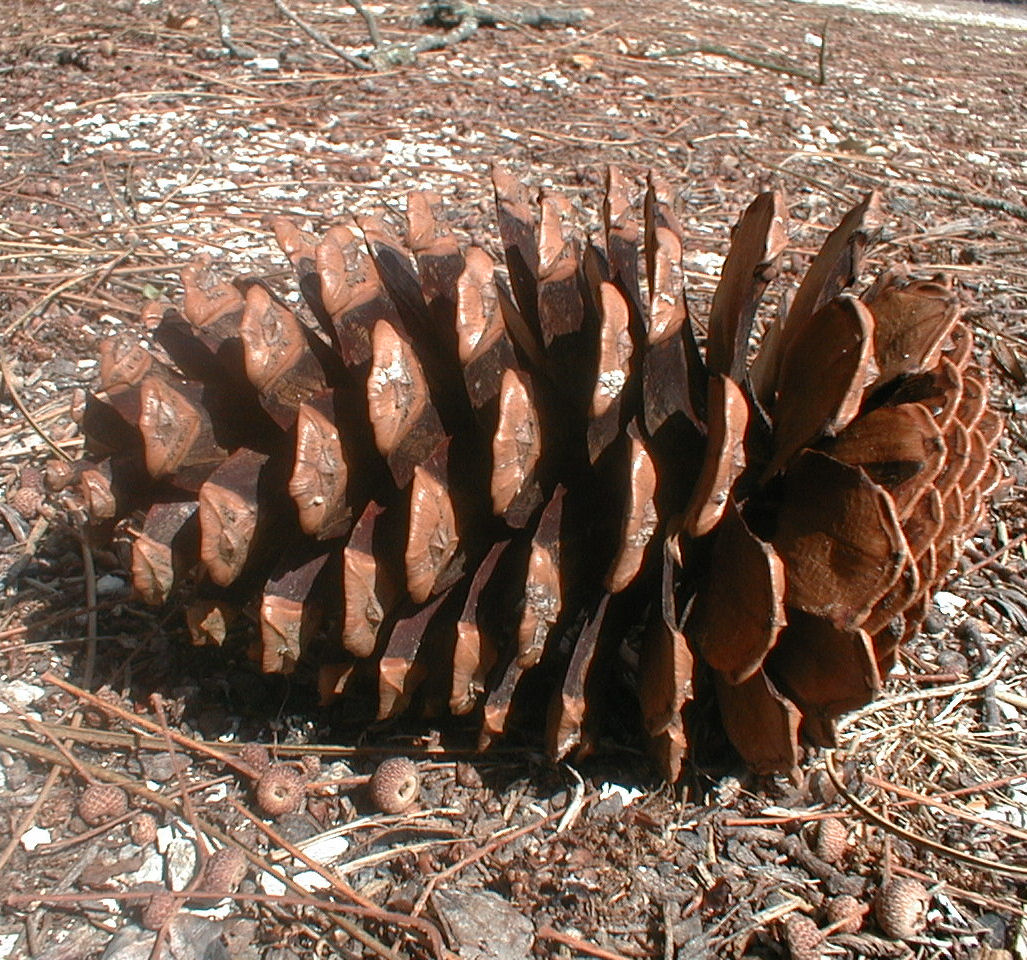 Pin maritime - Vente en ligne au meilleur prix