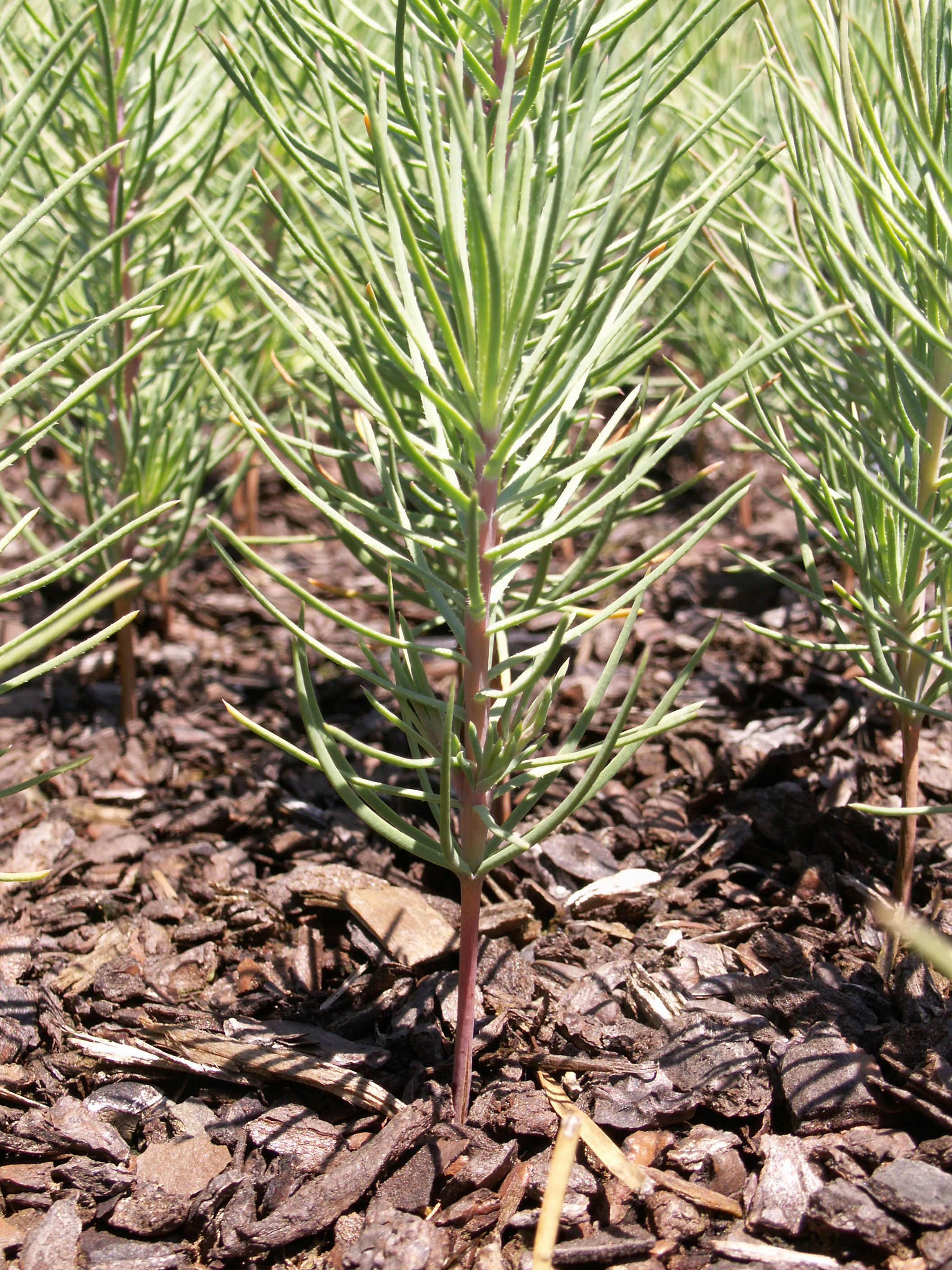 Pin maritime - Vente en ligne au meilleur prix