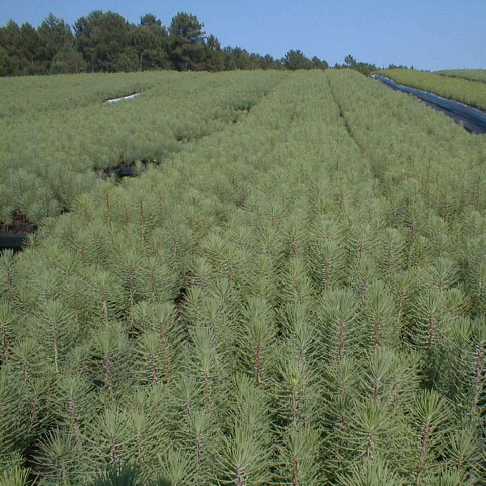 Pin maritime - Vente en ligne au meilleur prix