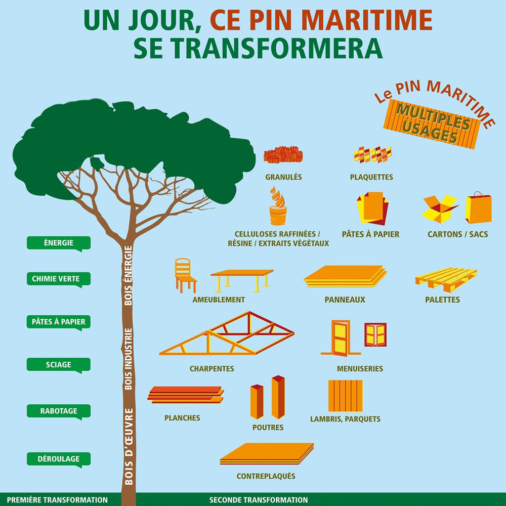 Pin maritime - Vente en ligne au meilleur prix