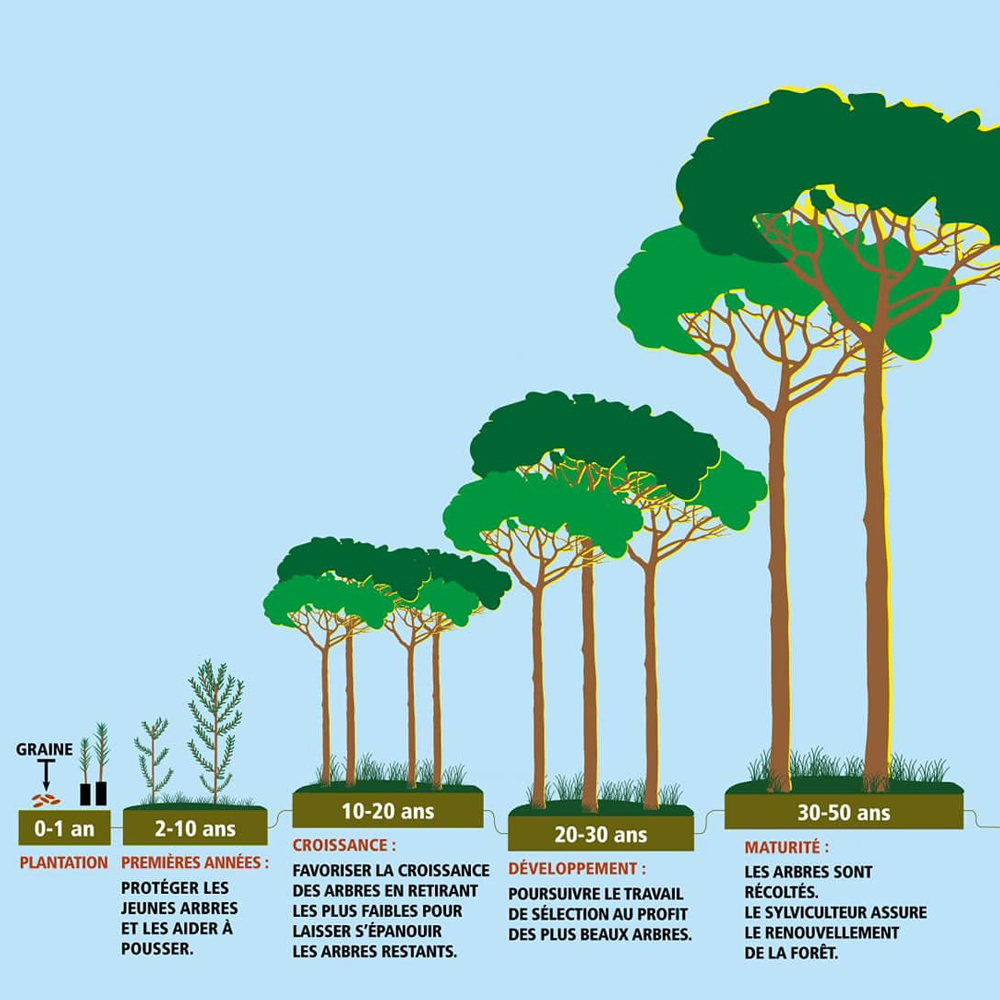 Pin maritime - Vente en ligne au meilleur prix