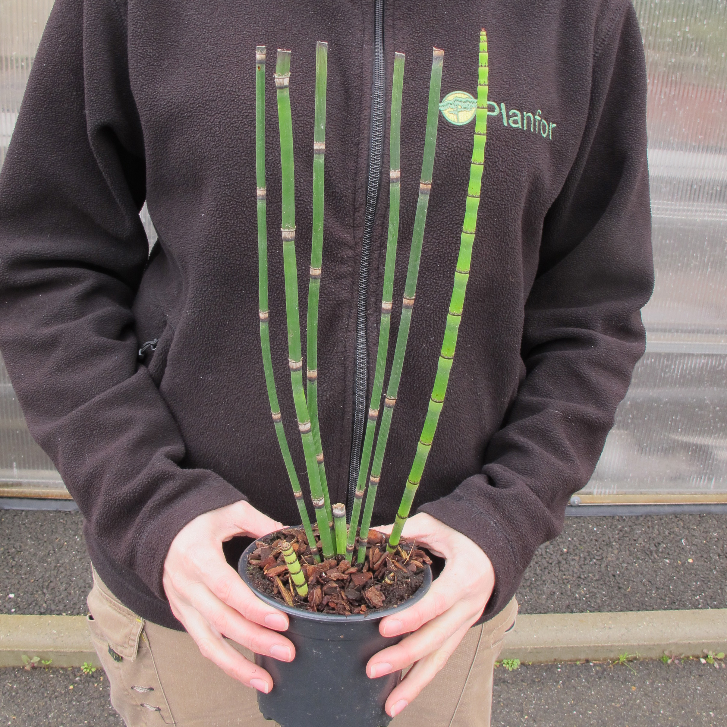 Prêle du Japon - Vente en ligne au meilleur prix