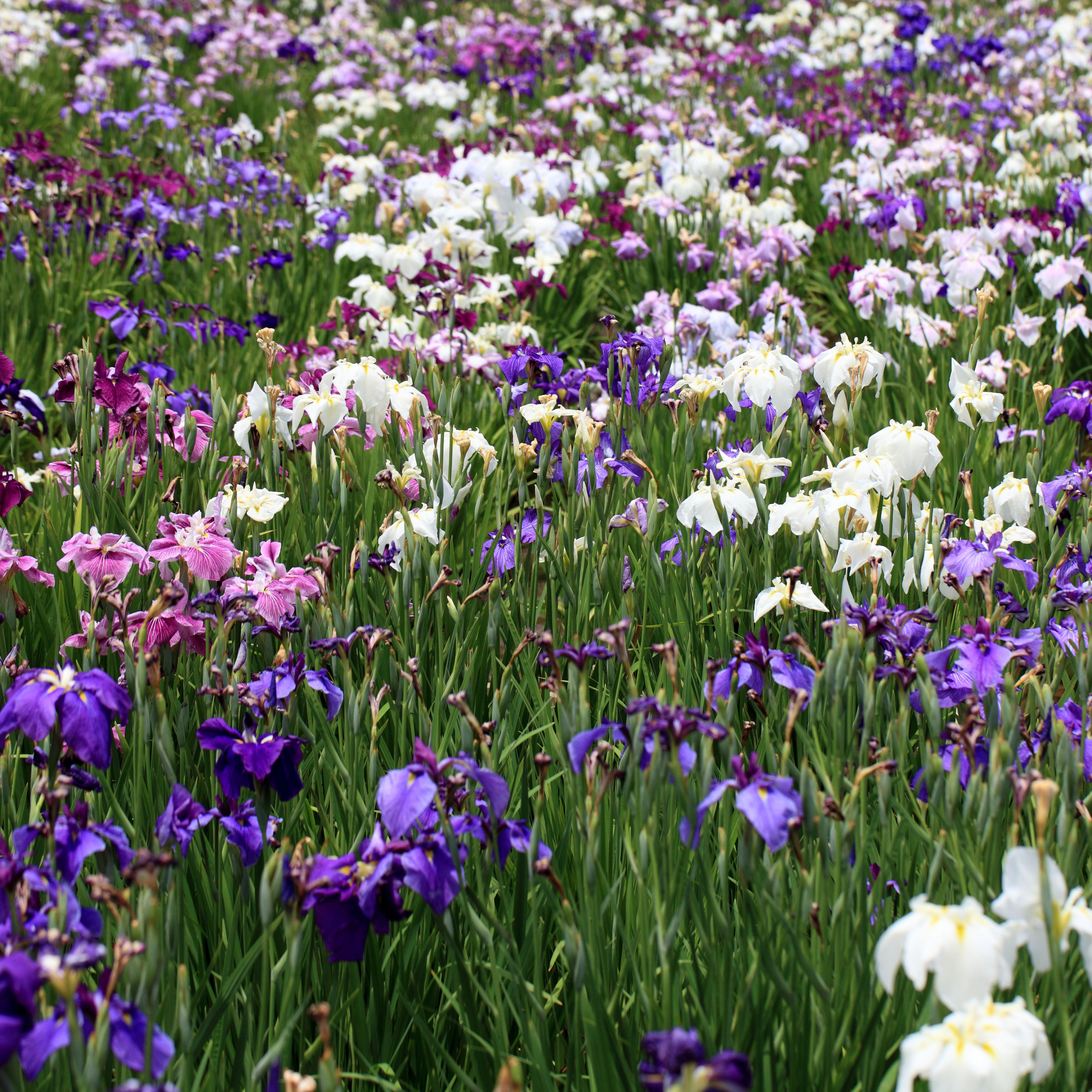 L Iris Blanc Prix