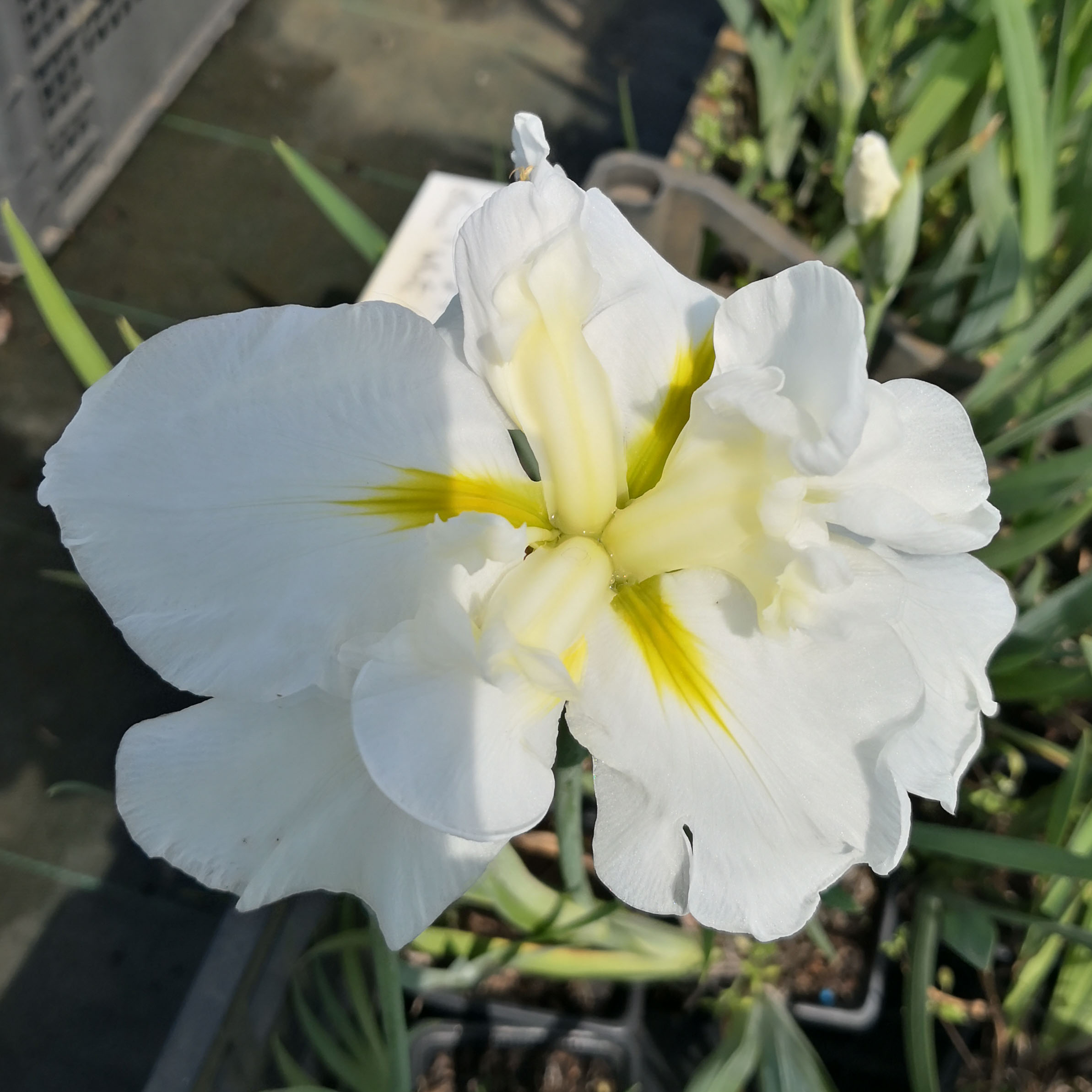 L Iris Blanc Prix