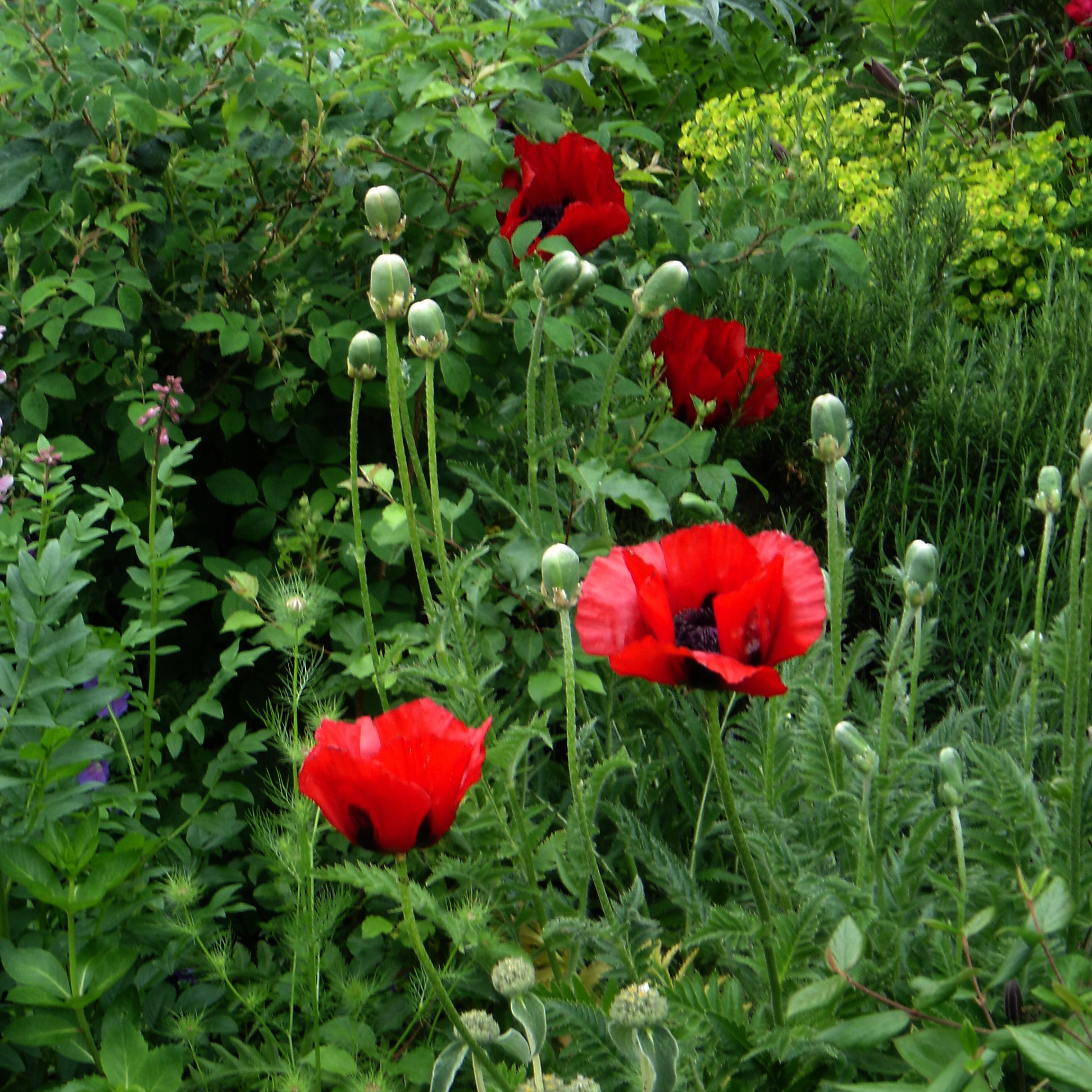 Pavot d'Orient rouge, Coquelicot géant rouge - Vente en ligne au ...
