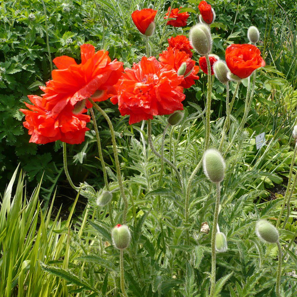 Pavot d'Orient rouge, Coquelicot géant rouge - Vente en ligne au ...