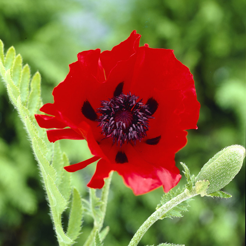 Pavot d'Orient rouge, Coquelicot géant rouge - Vente en ligne au ...