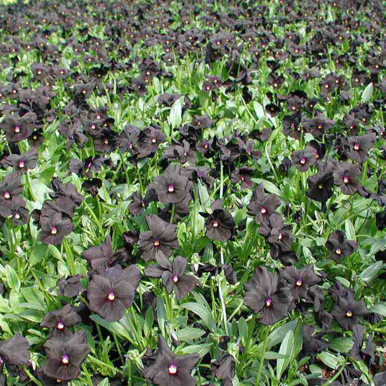 Violette noire 'Molly Sanderson' - Vente en ligne au meilleur prix