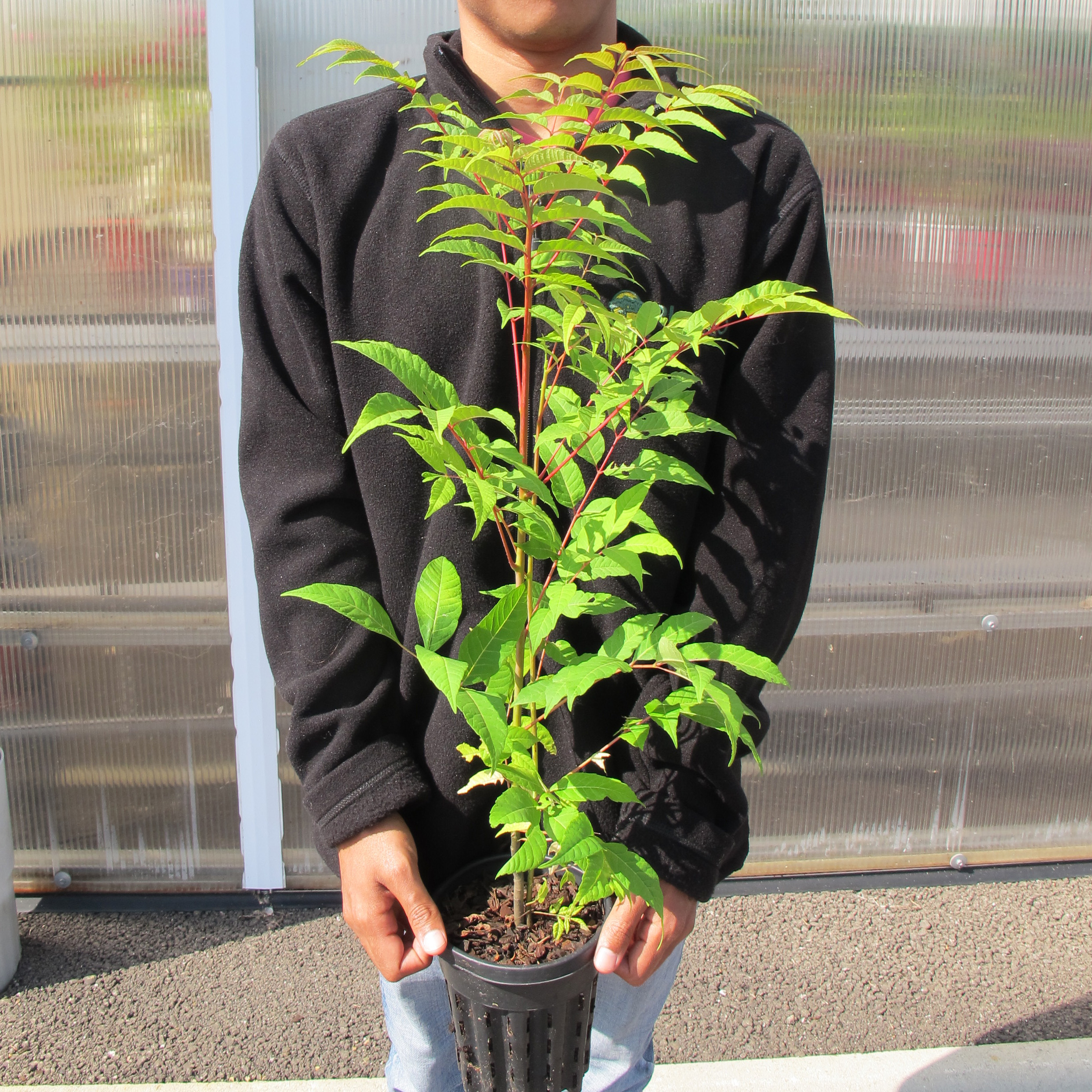 Acajou de Chine 'Flamingo' - Vente en ligne au meilleur prix