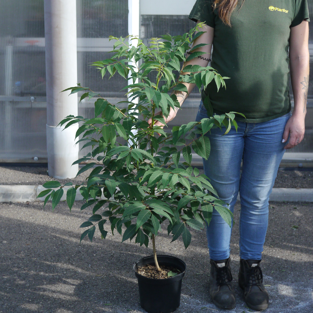 Acajou de Chine 'Flamingo' - Vente en ligne au meilleur prix
