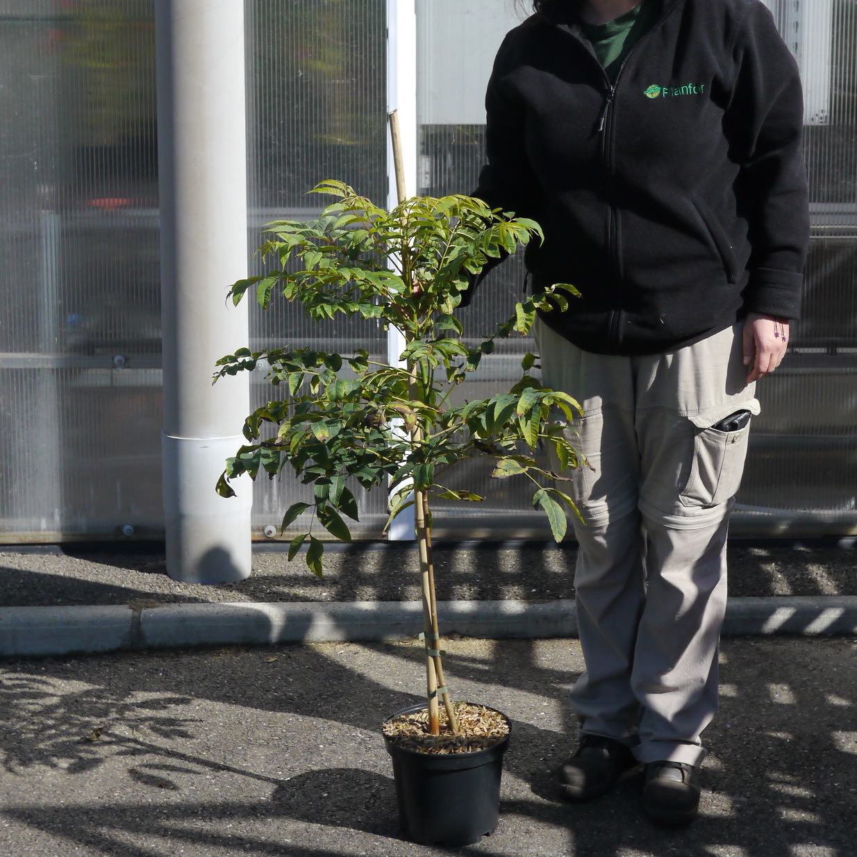 Acajou de Chine 'Flamingo' - Vente en ligne au meilleur prix