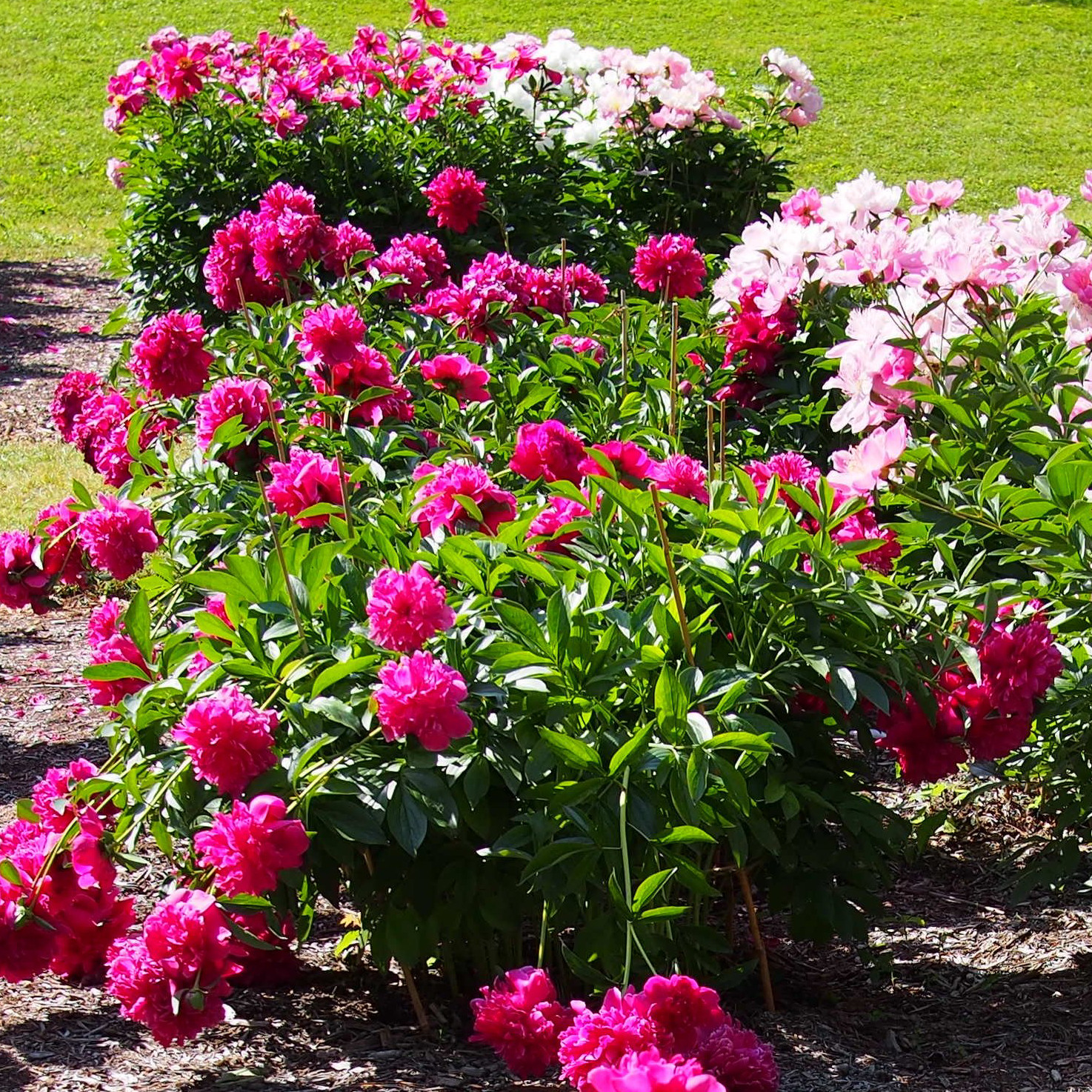 Pivoine 'Felix Crousse' - Vente en ligne au meilleur prix