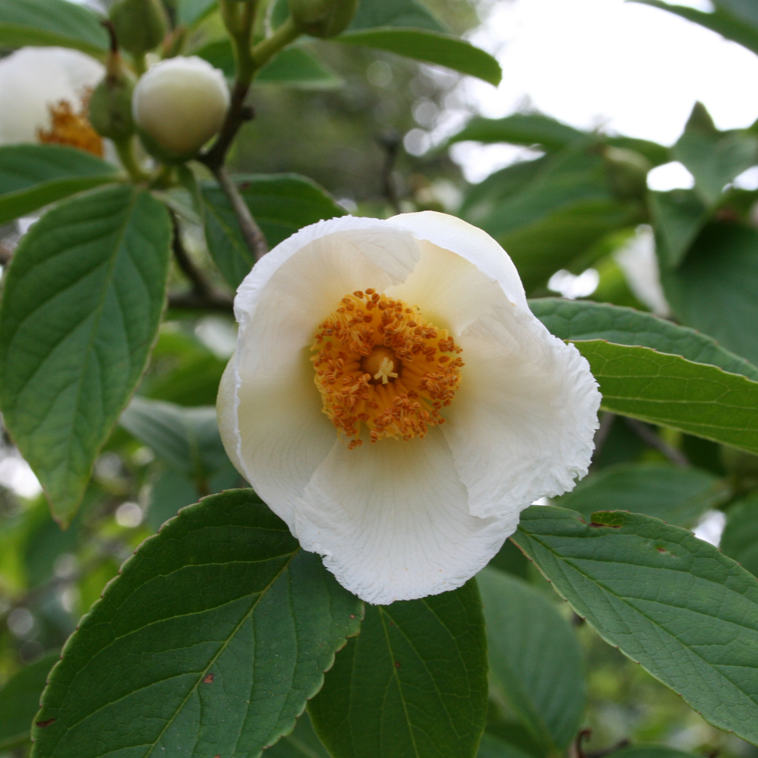 Stewartia pseudocamellia - Vente en ligne au meilleur prix