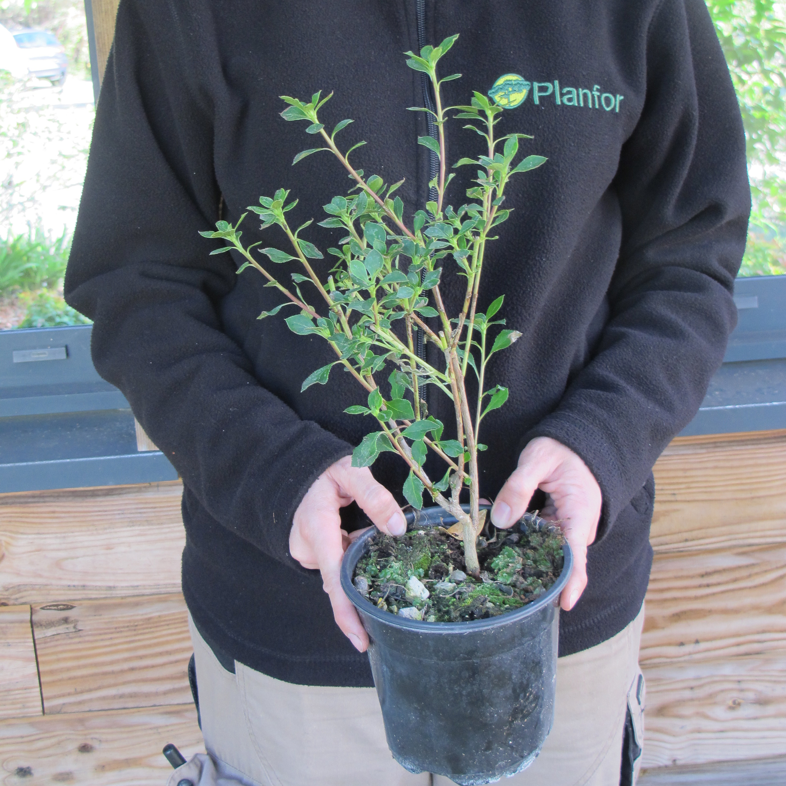 Andromède campanulée - Vente en ligne au meilleur prix