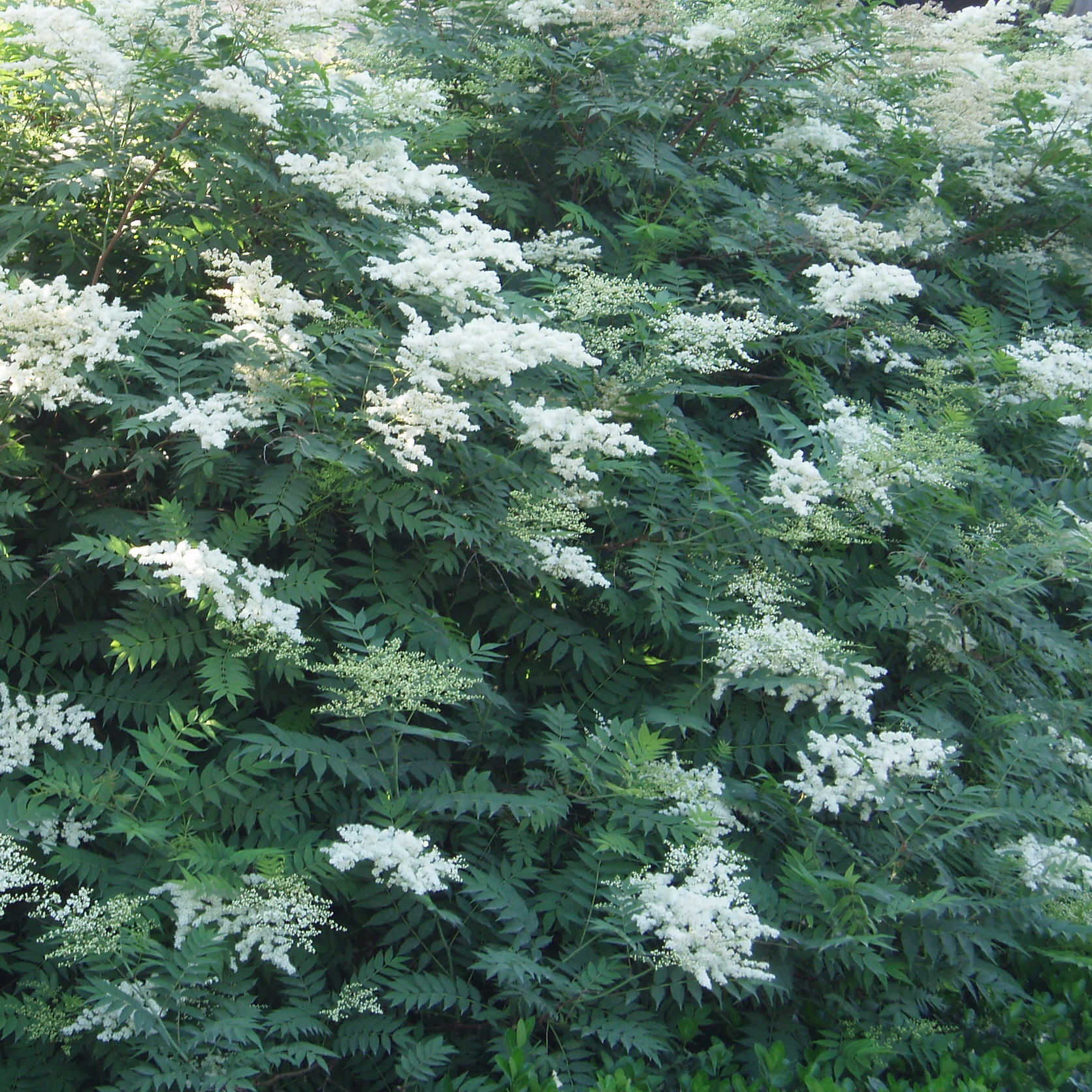 Sorbaire à feuilles de sorbier - Vente en ligne au meilleur prix