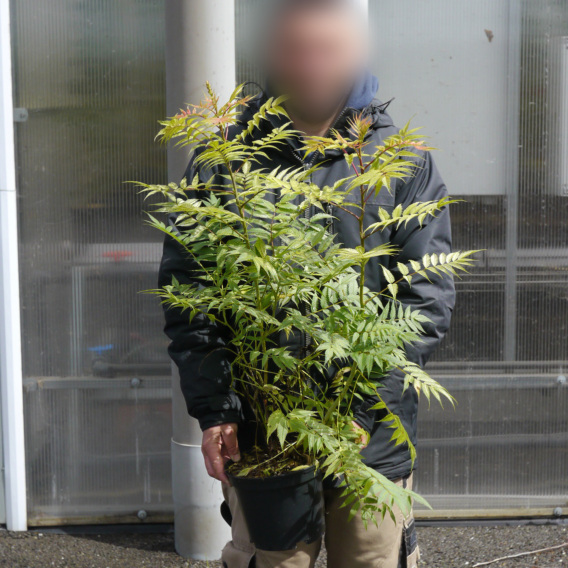 Sorbaire à feuilles de sorbier - Vente en ligne au meilleur prix