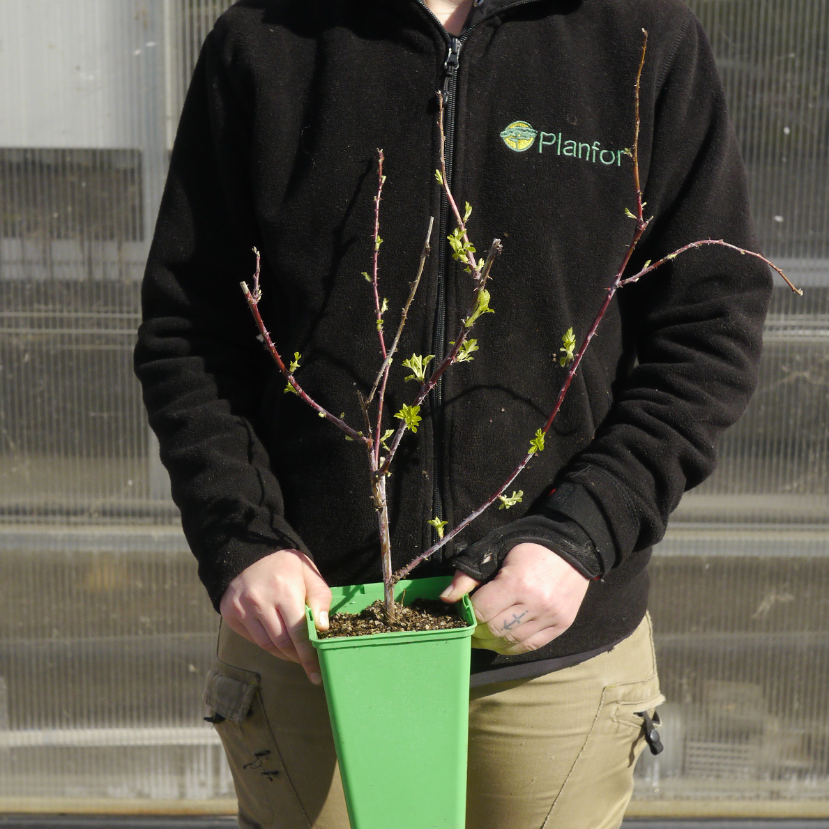 Framboisier noir 'Black Jewel' - Vente en ligne au meilleur prix