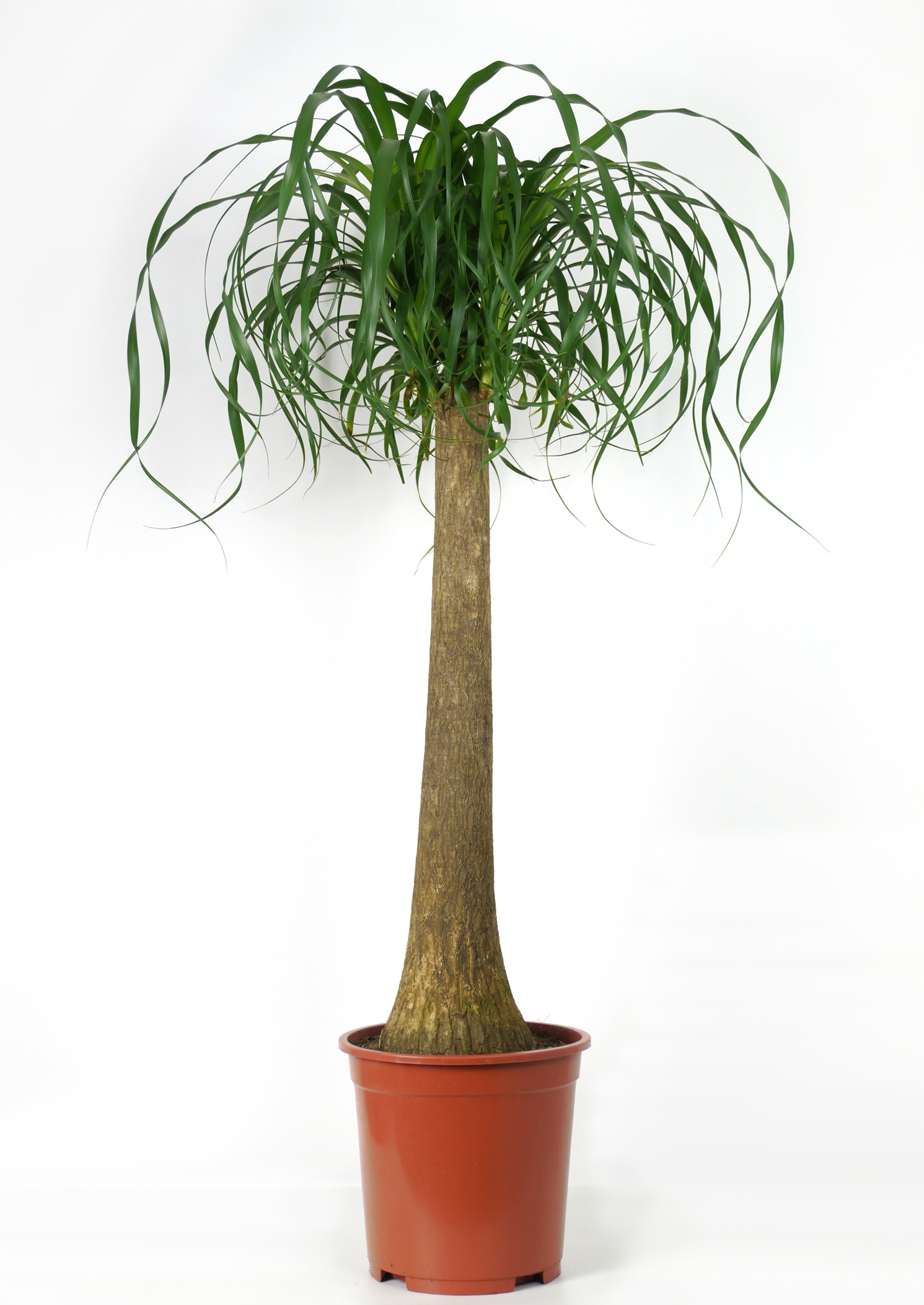 Beaucarnea recurvata, Pied d'éléphant - Vente en ligne au meilleur prix