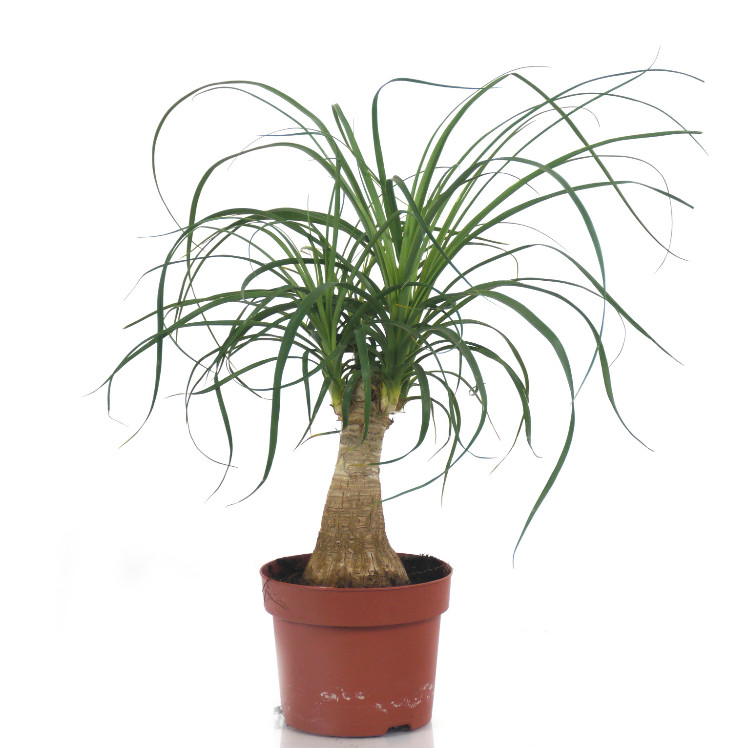 Beaucarnea recurvata, Pied d'éléphant - Vente en ligne au meilleur prix