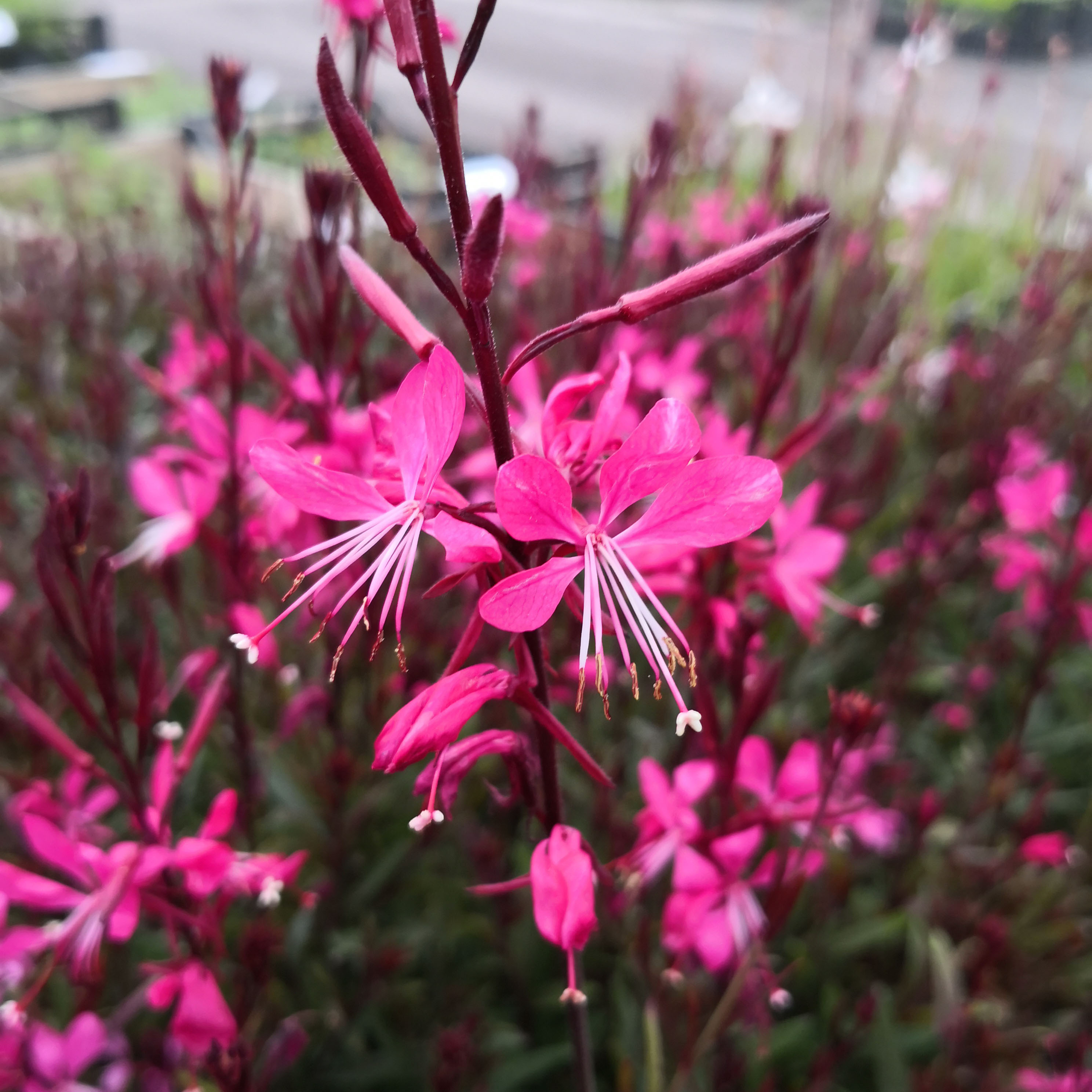 Gaura rose de Lindheimer - Vente en ligne au meilleur prix