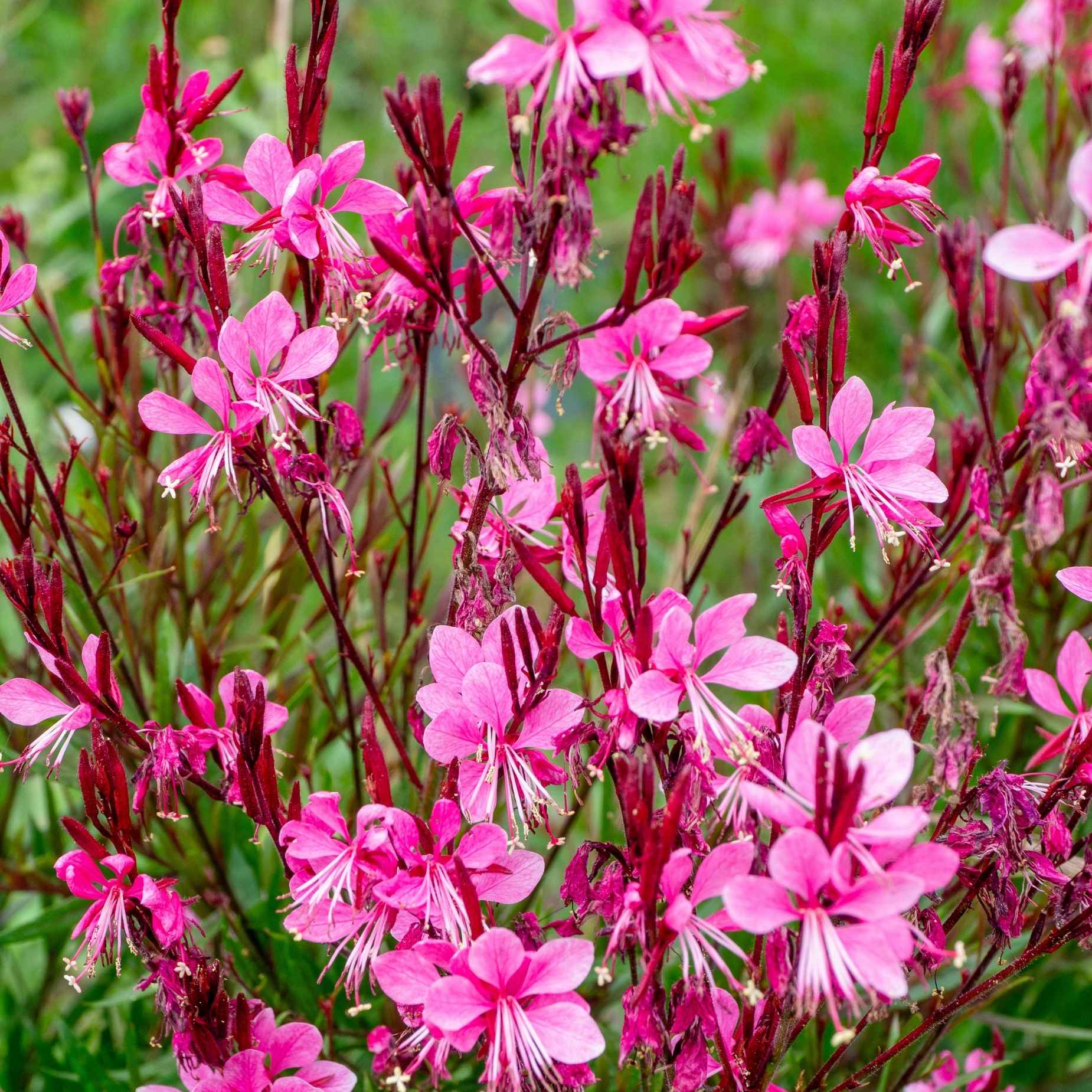 Gaura rose de Lindheimer - Vente en ligne au meilleur prix