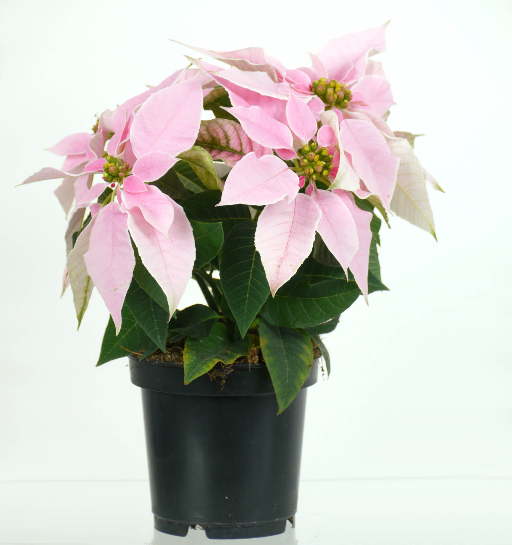 Poinsettia rose, Etoile de Noël rose - Vente en ligne au meilleur prix