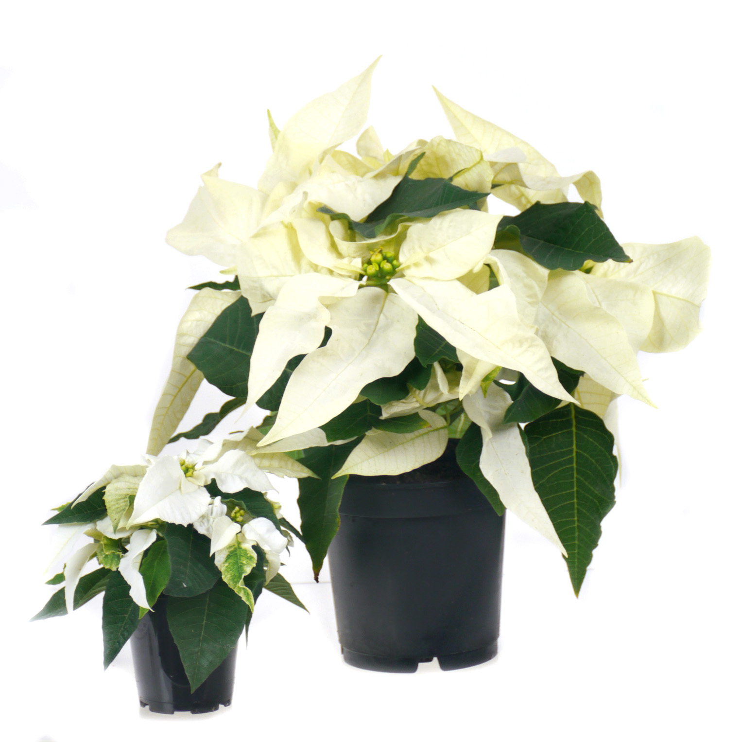 Fleur De Noel Blanche