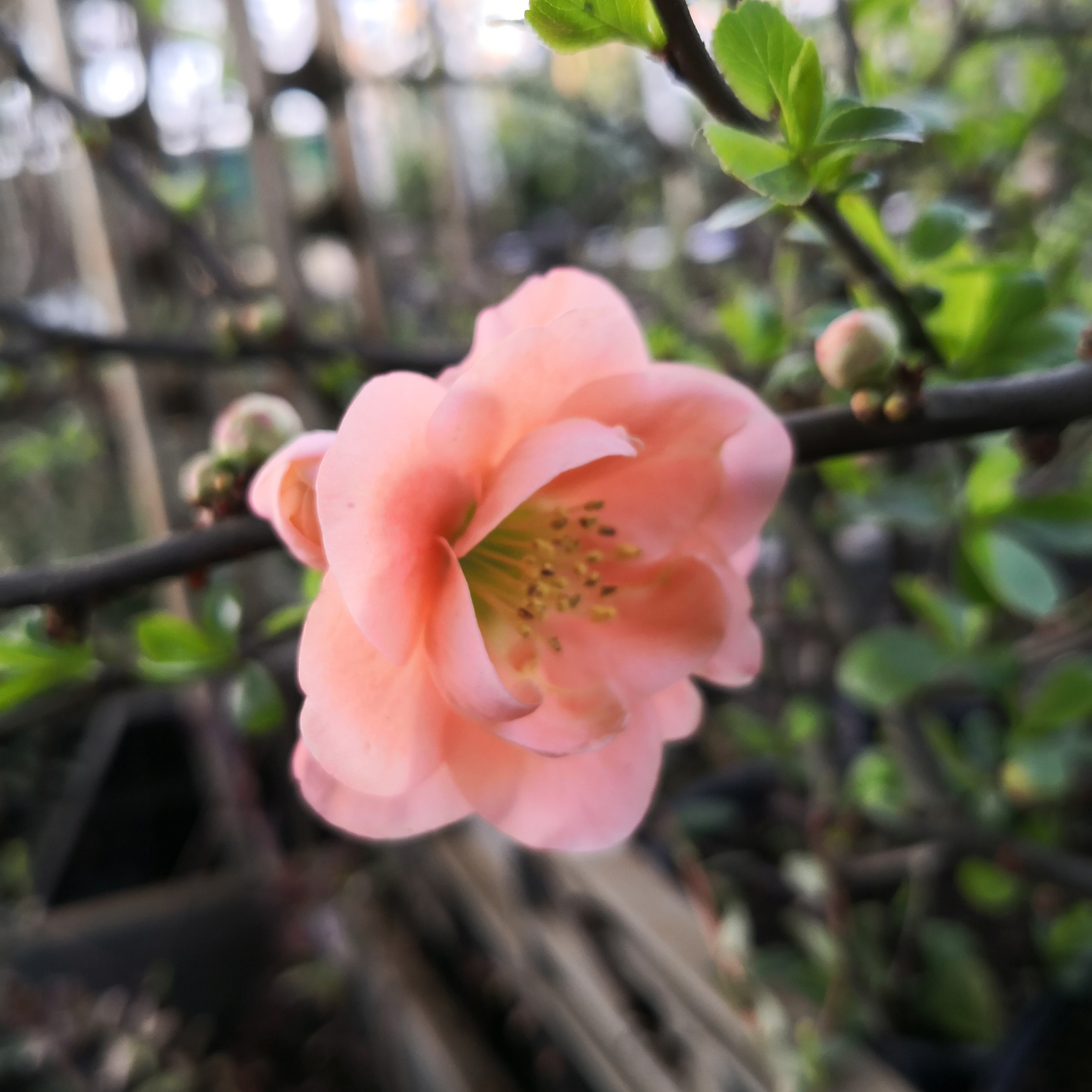 Cognassier du Japon Orange - Vente en ligne au meilleur prix