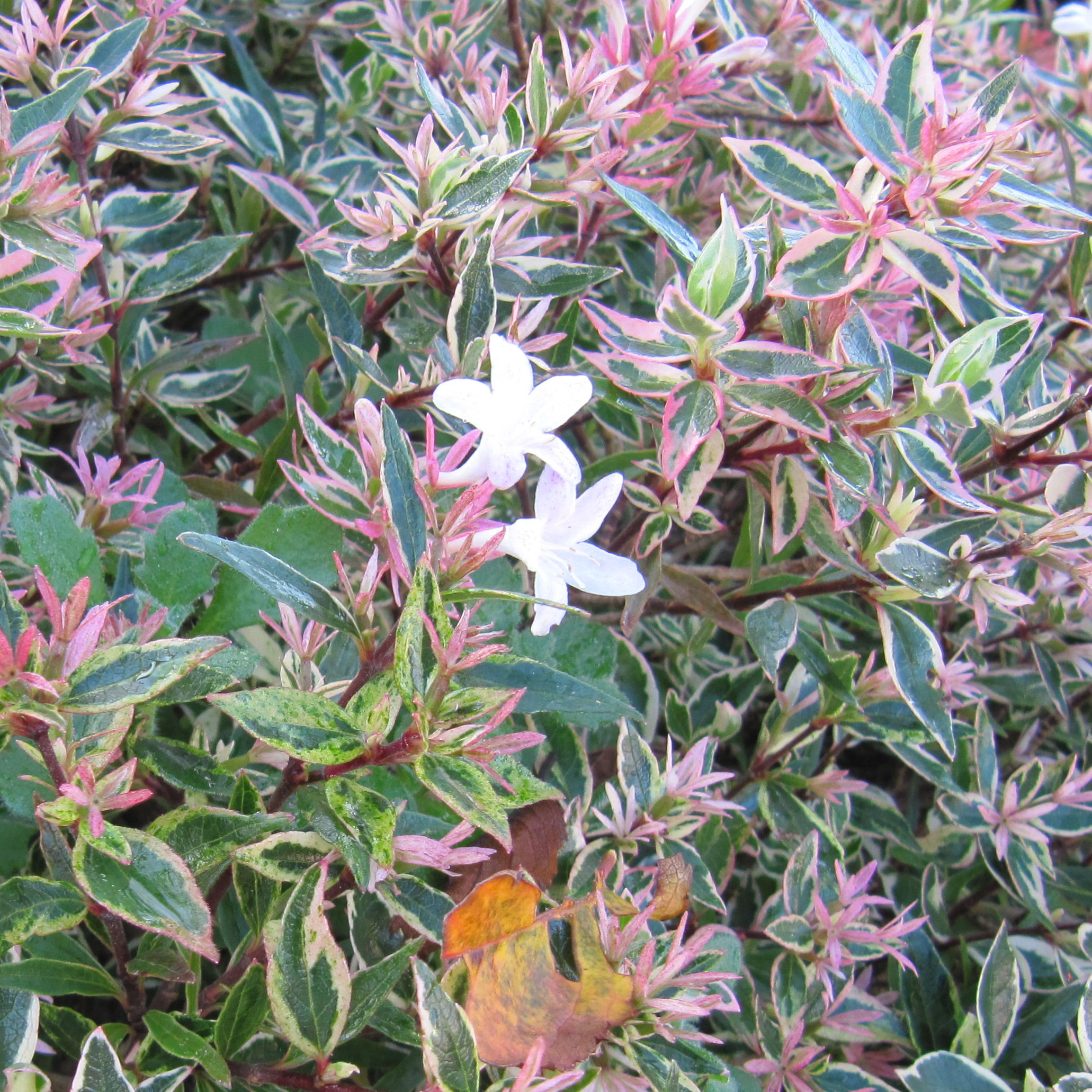 Abelia 'Confetti'® - Vente en ligne au meilleur prix